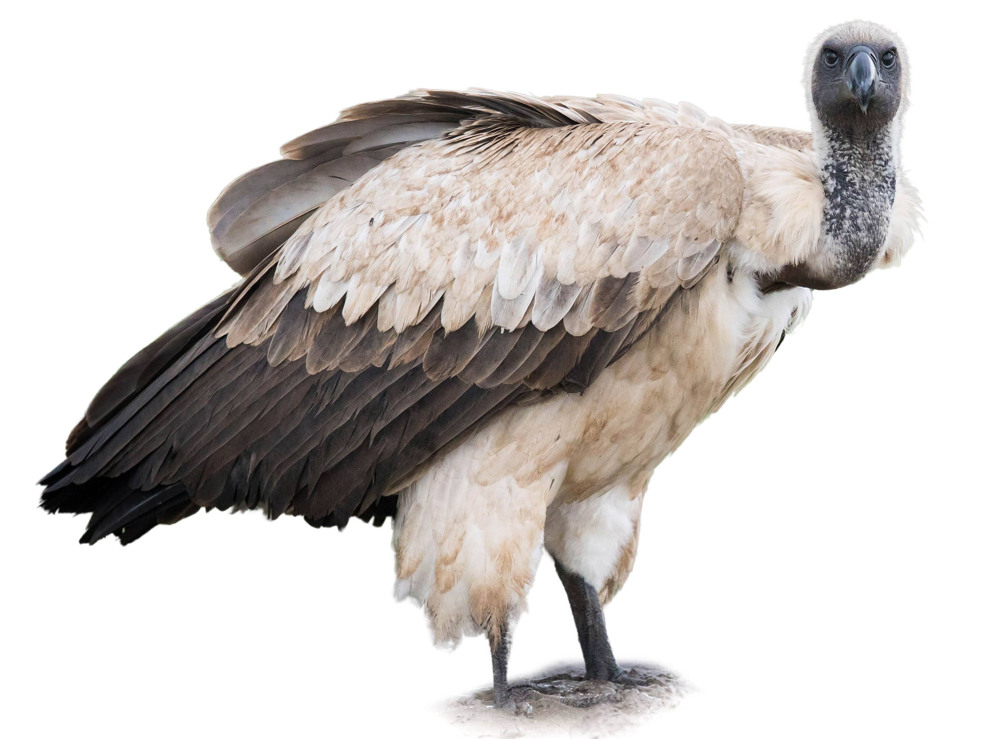 White-backed Vulture (Gyps africanus) identification - Birda