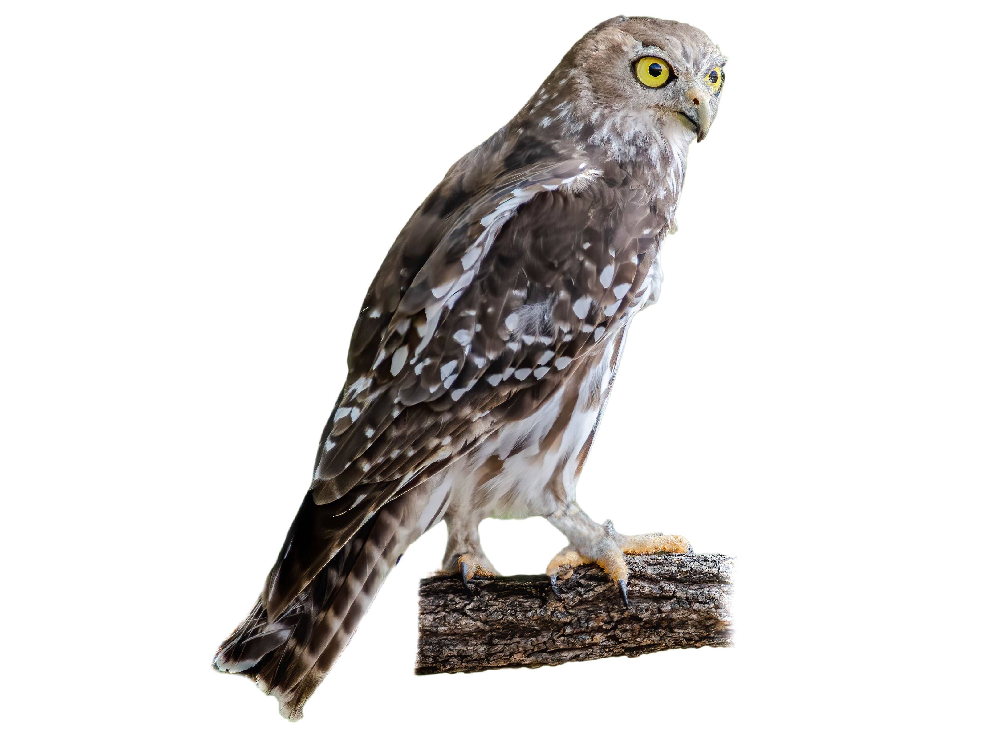 Barking Owl (Ninox connivens) identification - Birda