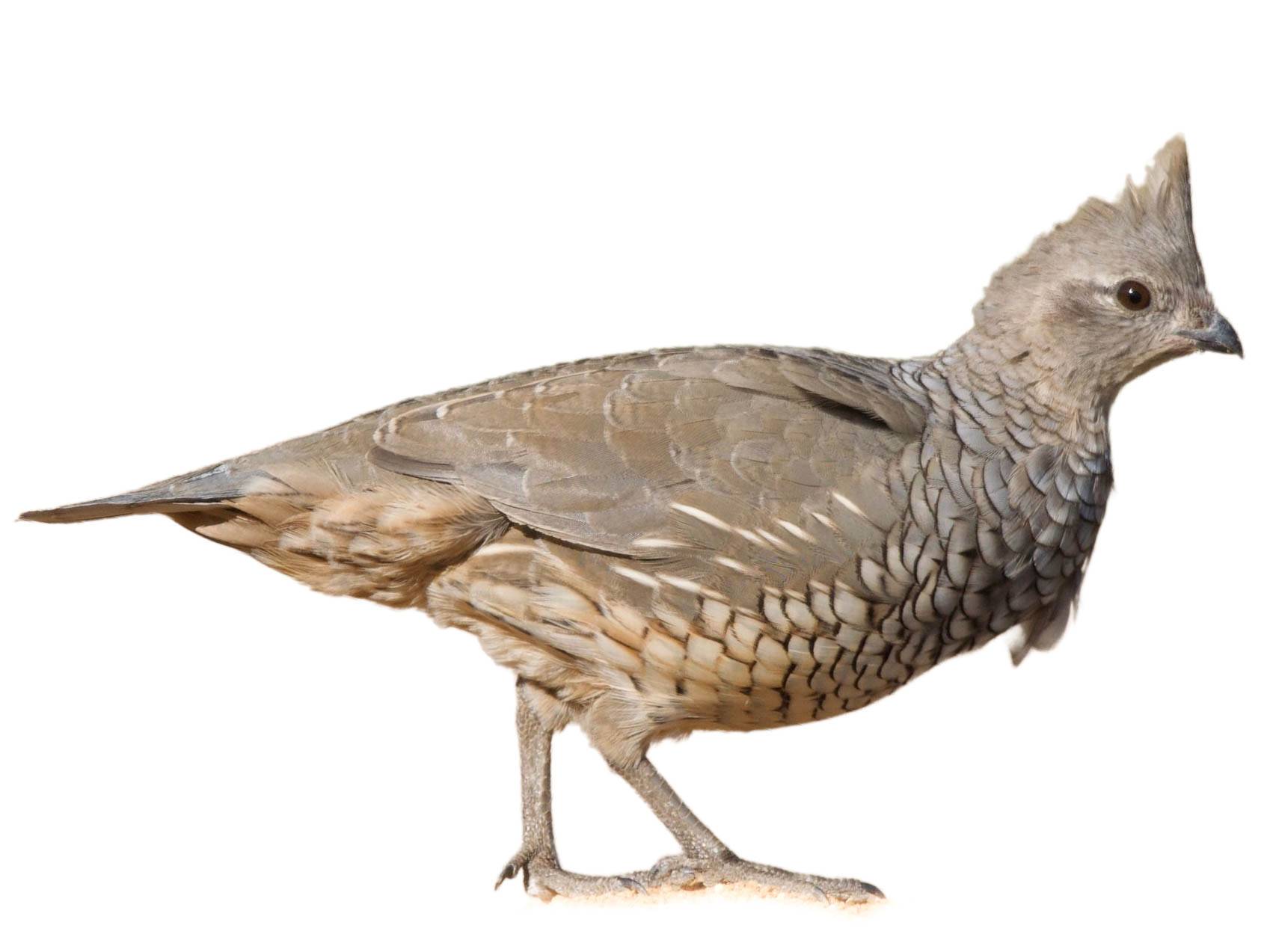 Scaled Quail (Callipepla squamata) identification - Birda