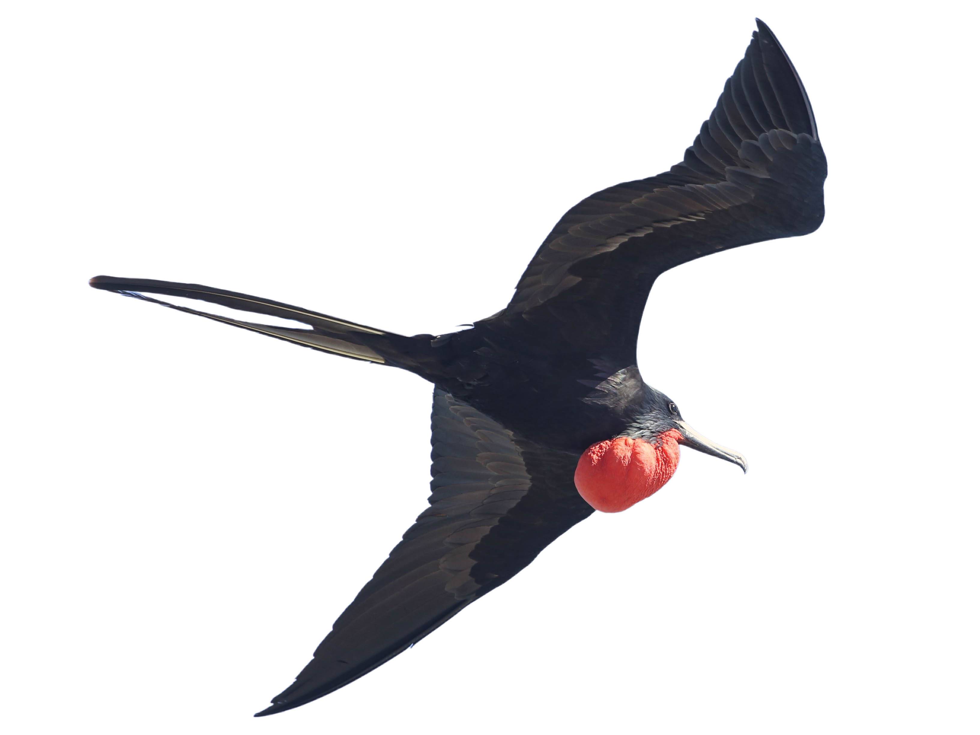 Magnificent Frigatebird (Fregata magnificens) identification - Birda