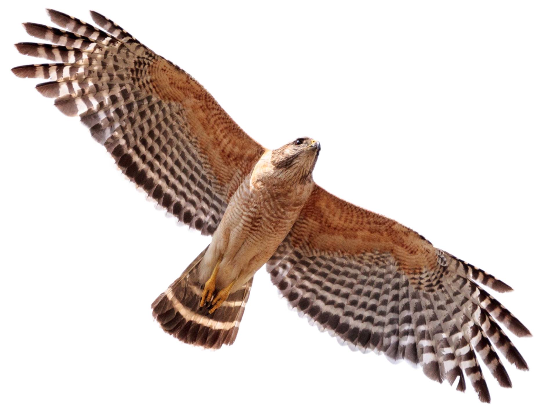 Red-shouldered Hawk (Buteo lineatus) identification - Birda