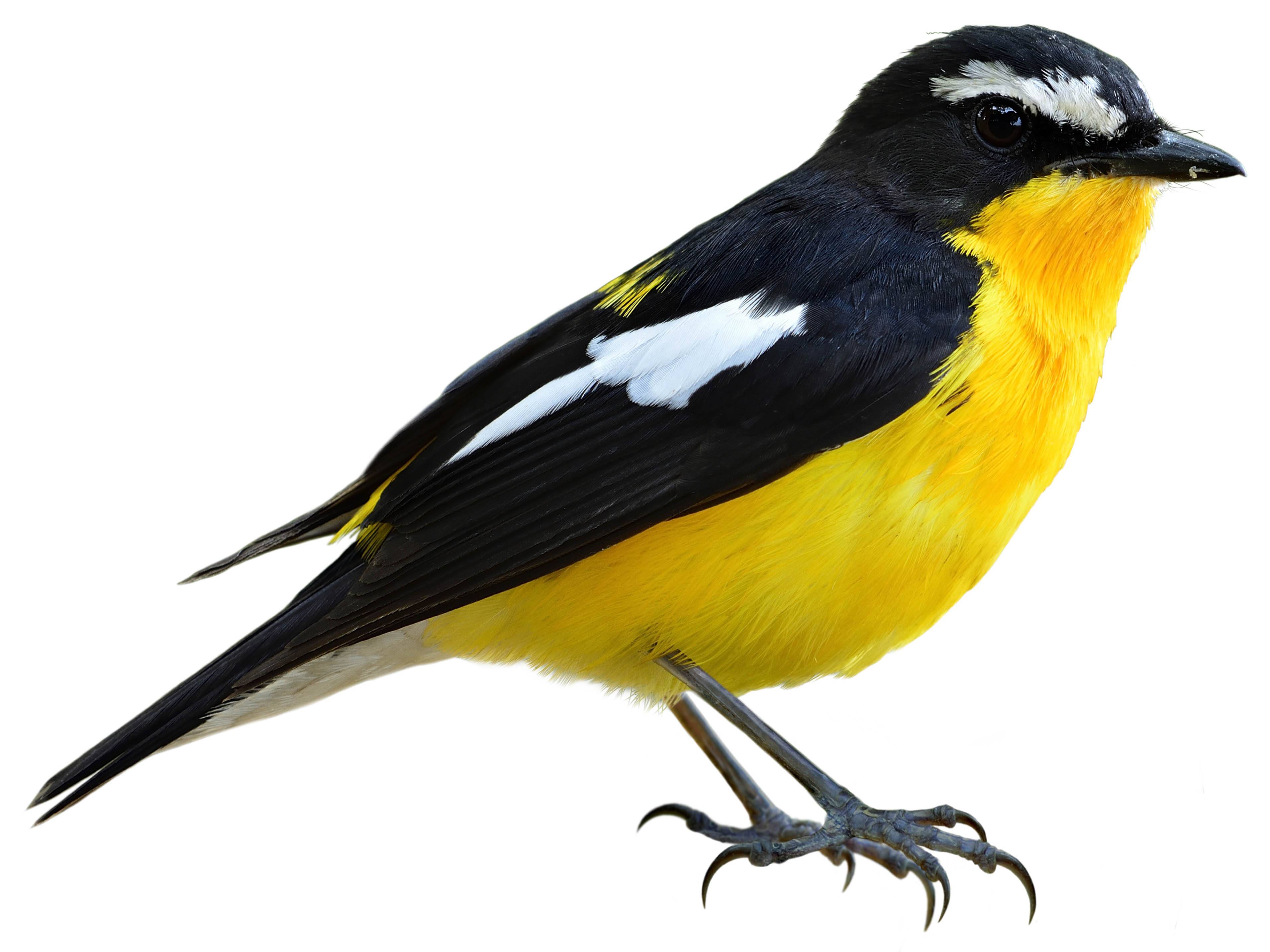 Yellow-rumped Flycatcher (Ficedula zanthopygia) identification - Birda