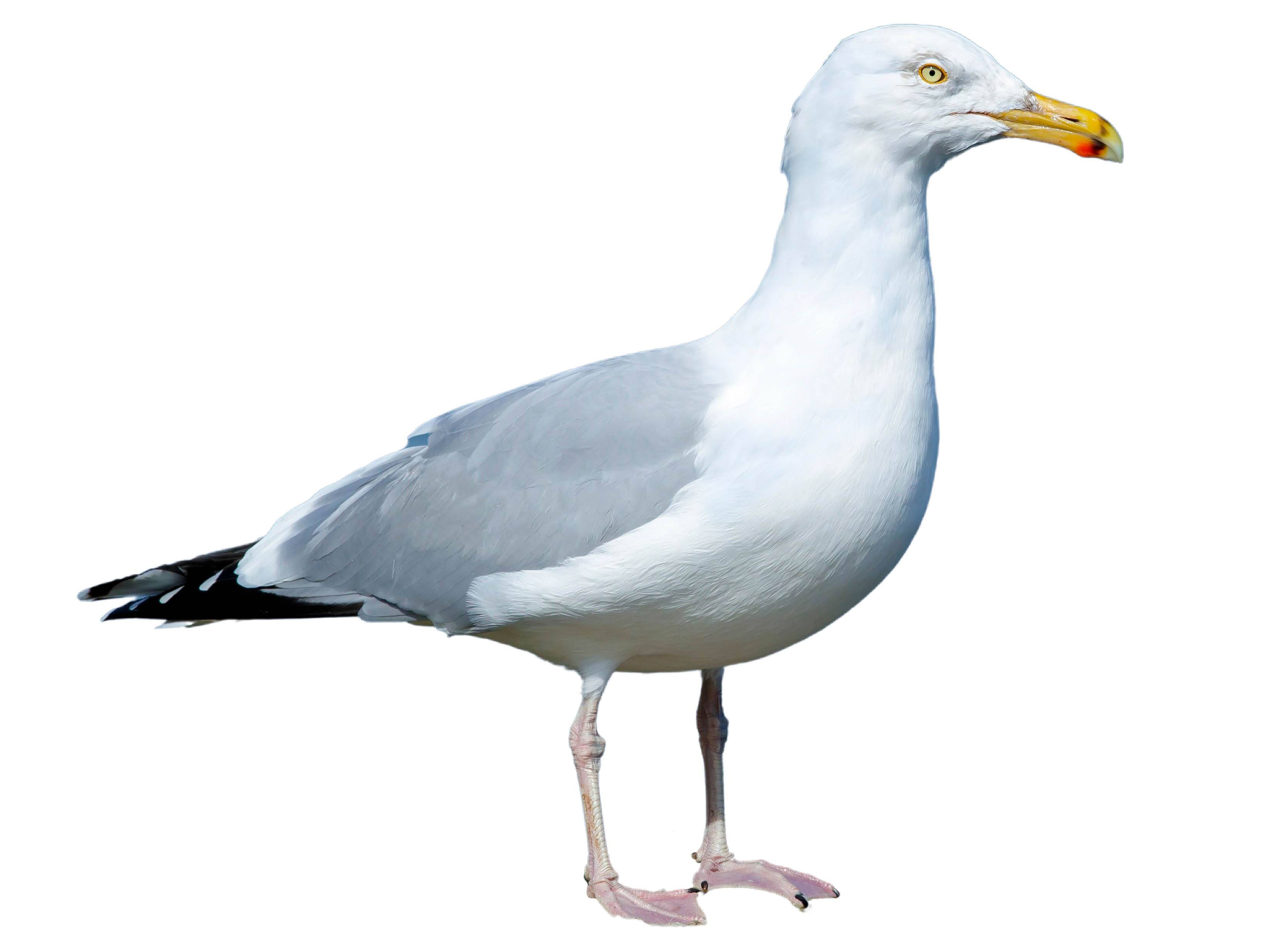 American Herring Gull (Larus smithsonianus) identification - Birda