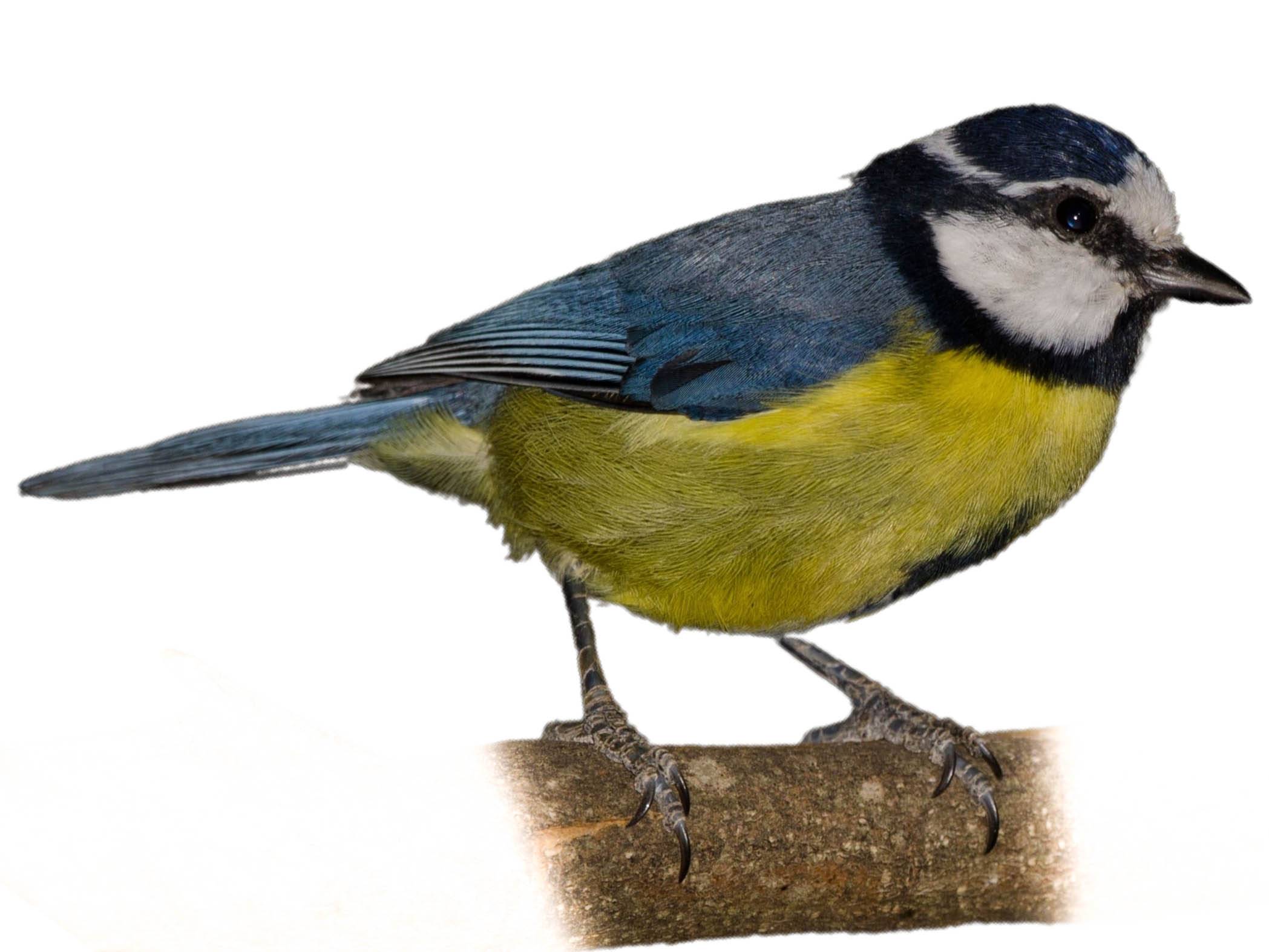 African Blue Tit Cyanistes Teneriffae Identification Birda