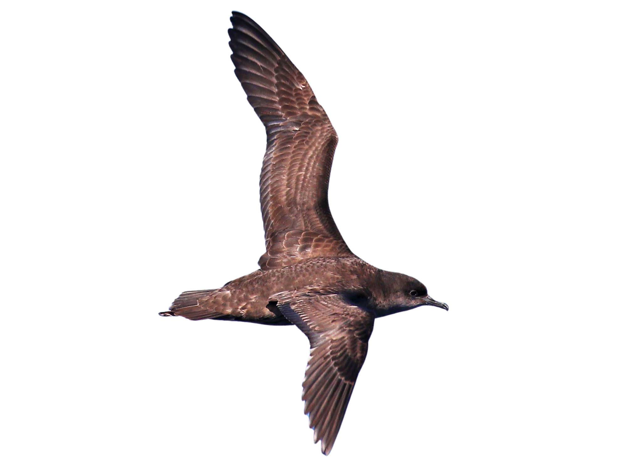 Short-tailed Shearwater (Ardenna tenuirostris) identification - Birda