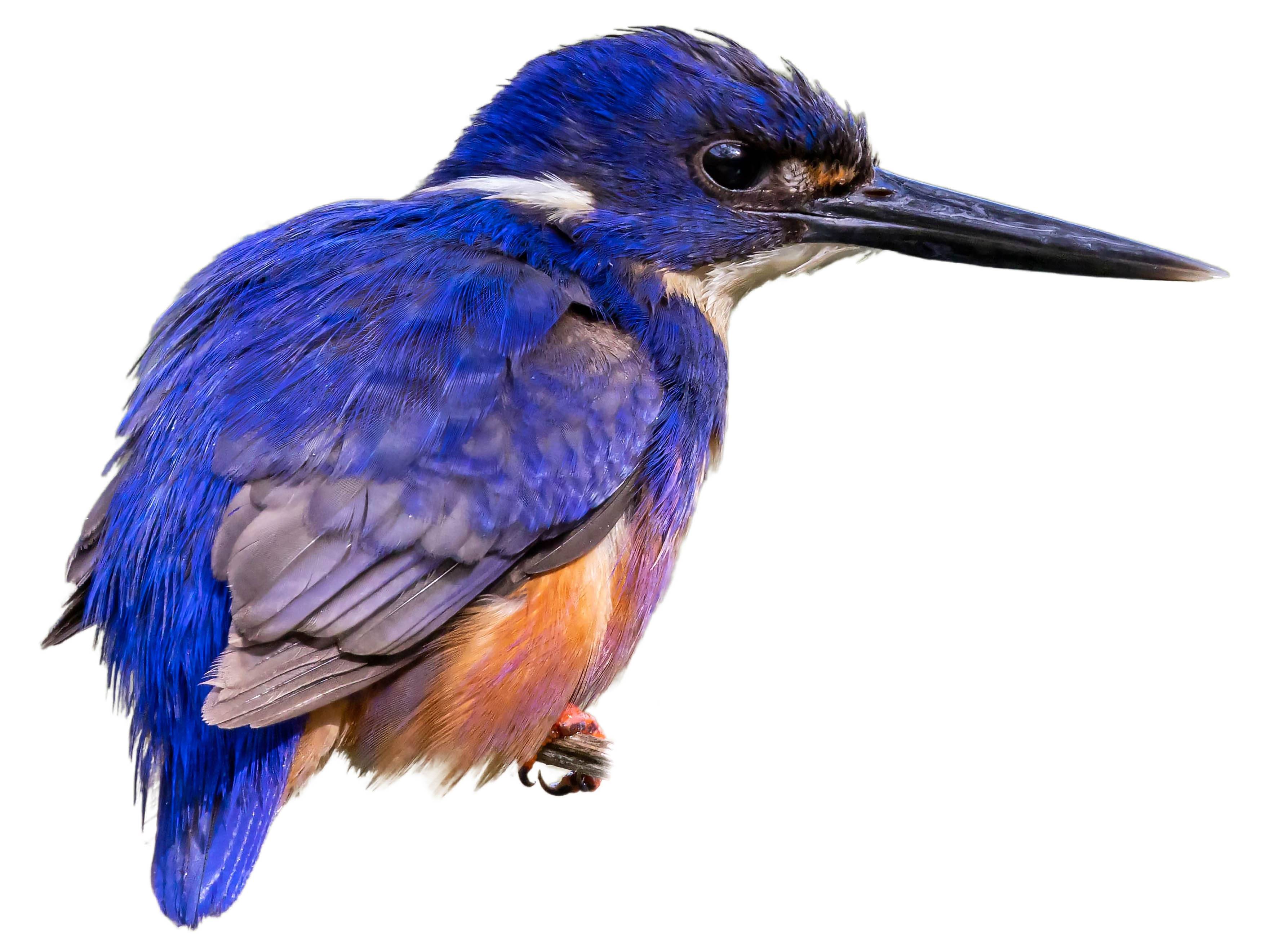 Azure Kingfisher (Ceyx azureus) identification - Birda