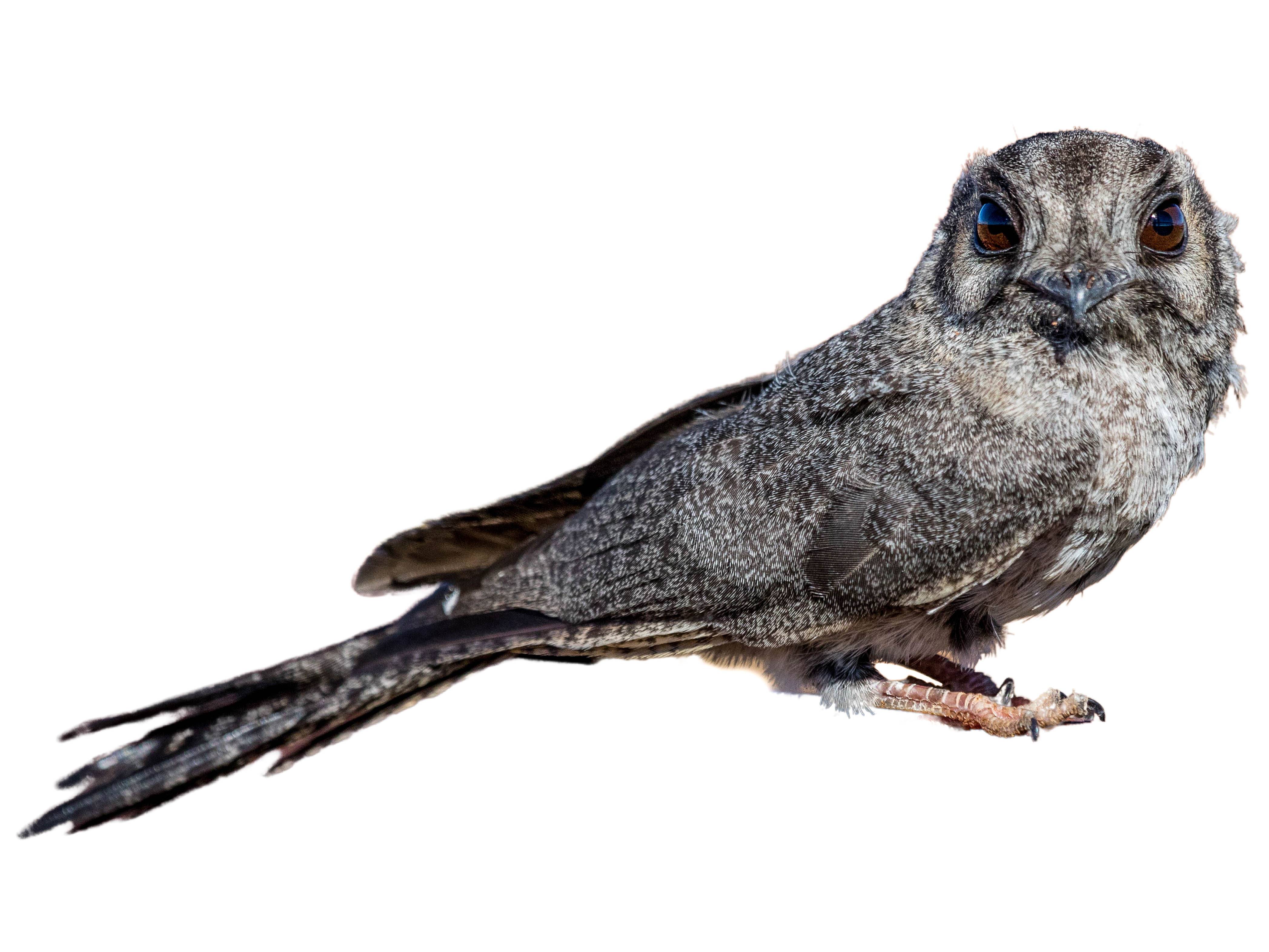Australian Owlet-nightjar (Aegotheles cristatus) identification - Birda