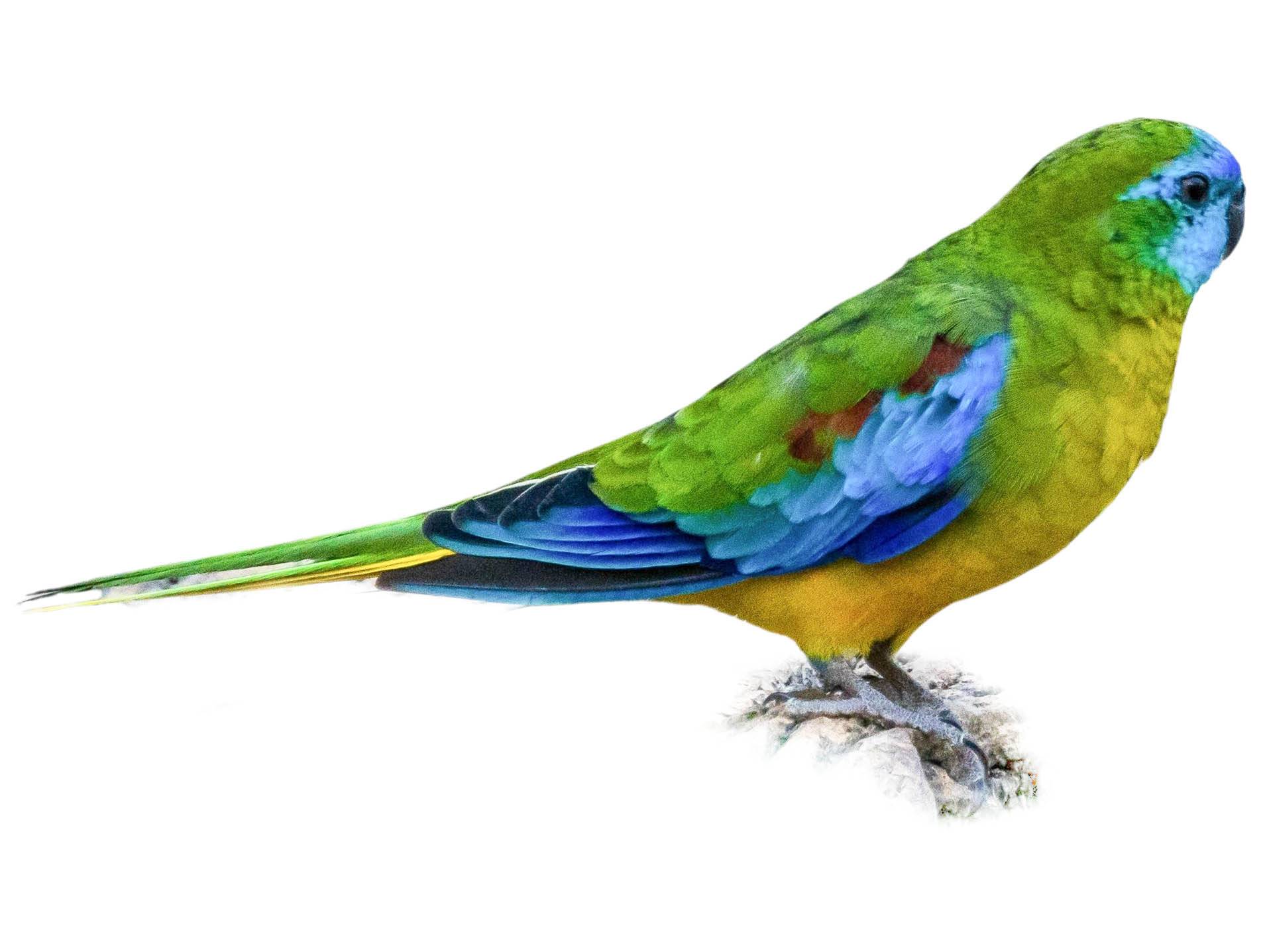Turquoise Parrot (Neophema pulchella) identification - Birda