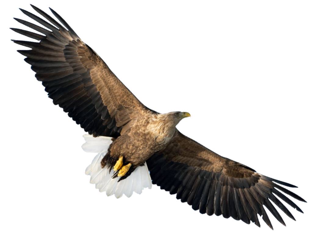 White-tailed Eagle (Haliaeetus albicilla) identification - Birda