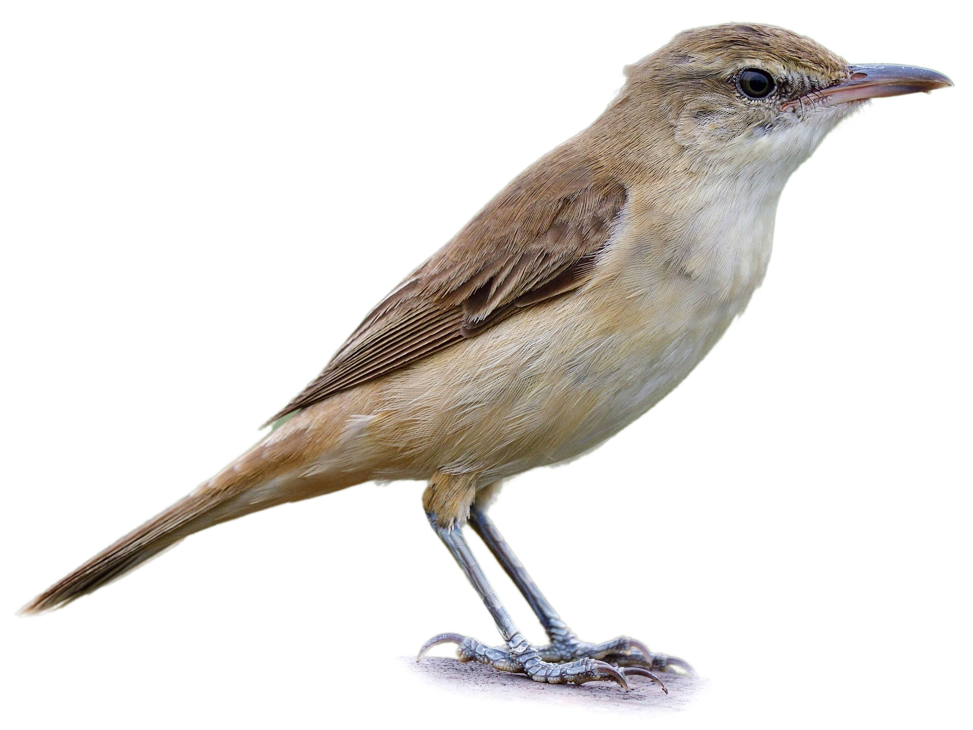 Oriental Reed Warbler (Acrocephalus orientalis) identification - Birda