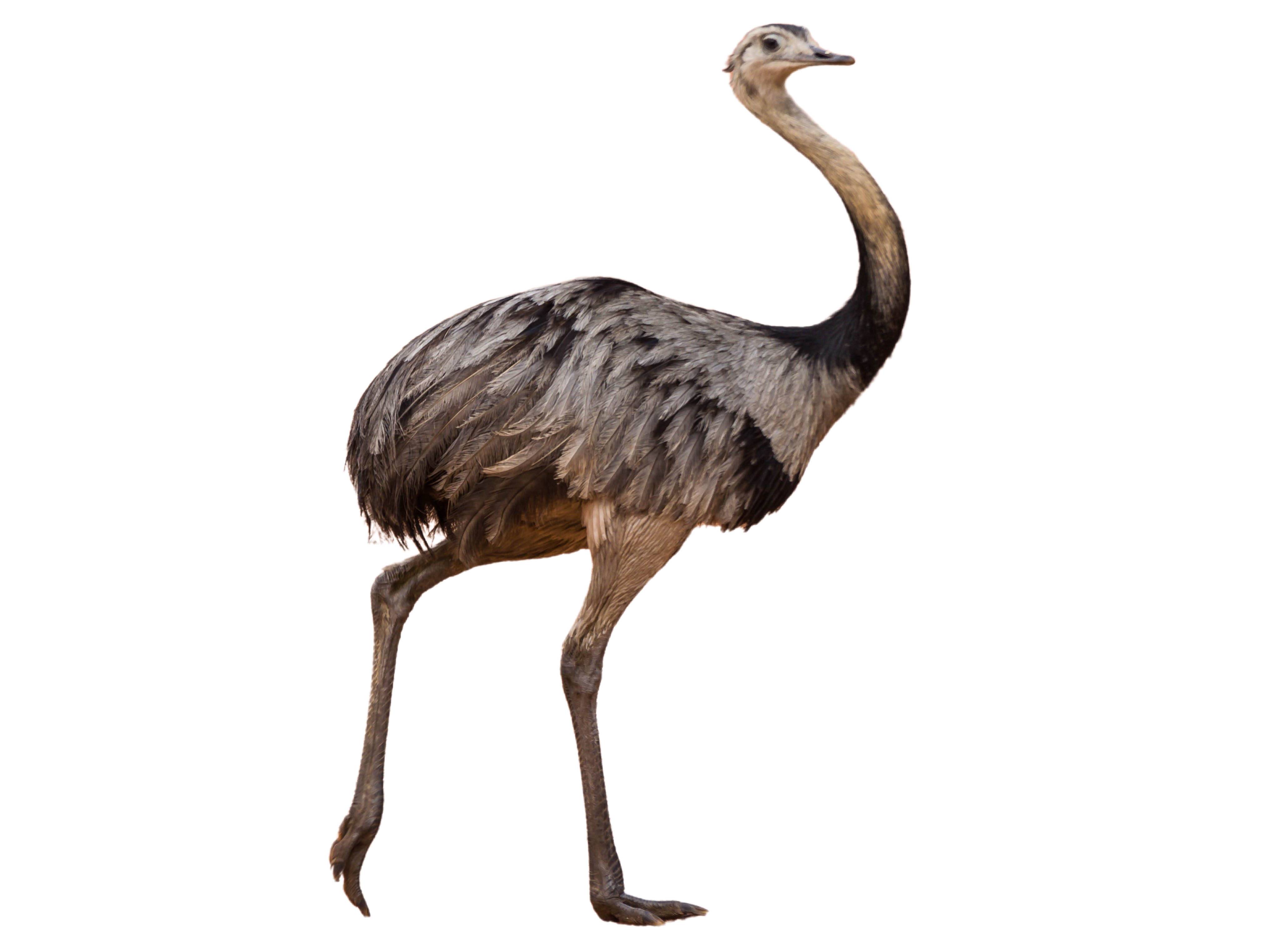 Greater Rhea (Rhea americana) identification - Birda