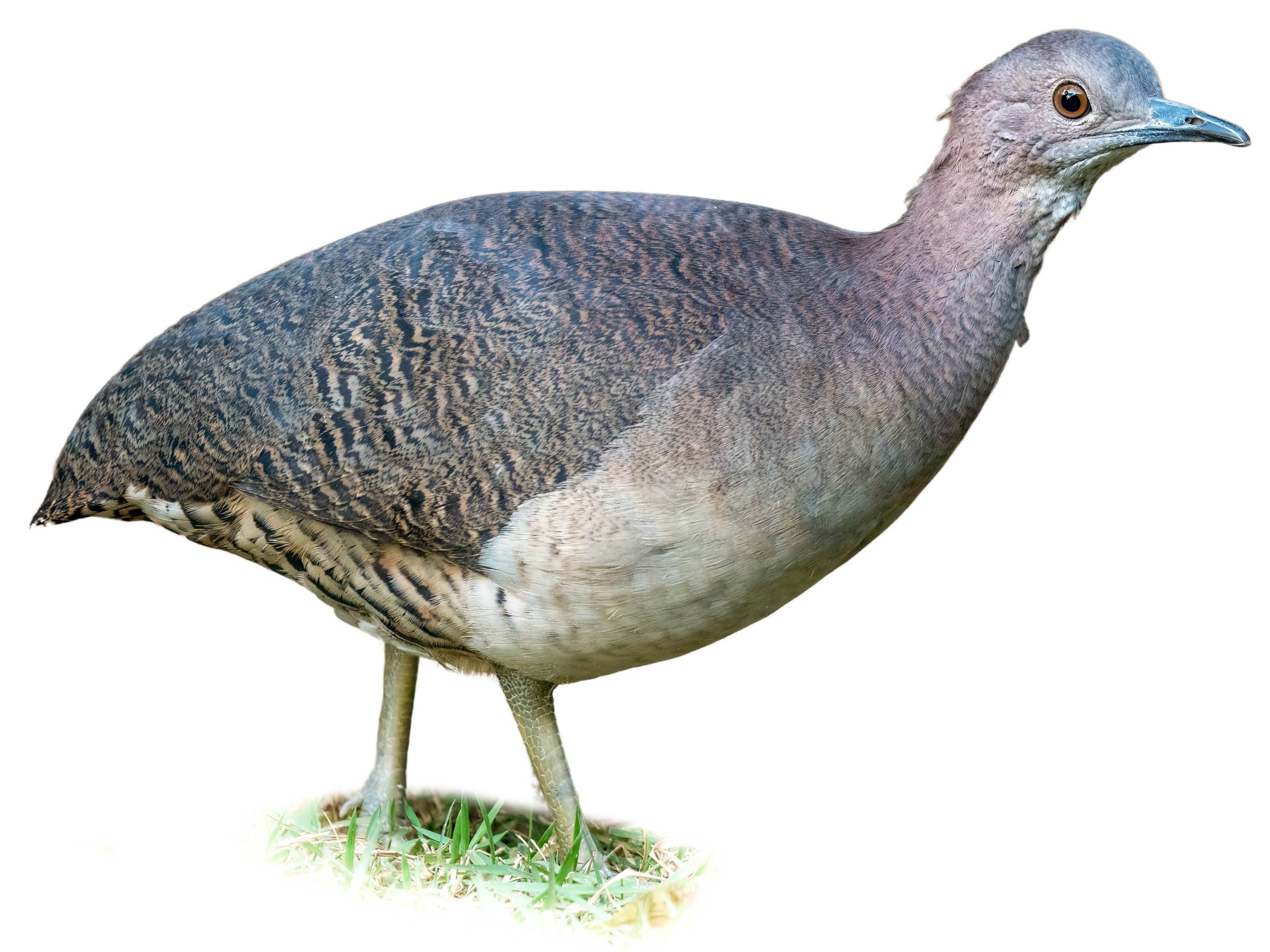Undulated Tinamou (Crypturellus undulatus) identification - Birda