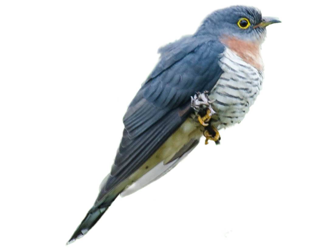 Red-chested Cuckoo (Cuculus solitarius) identification - Birda