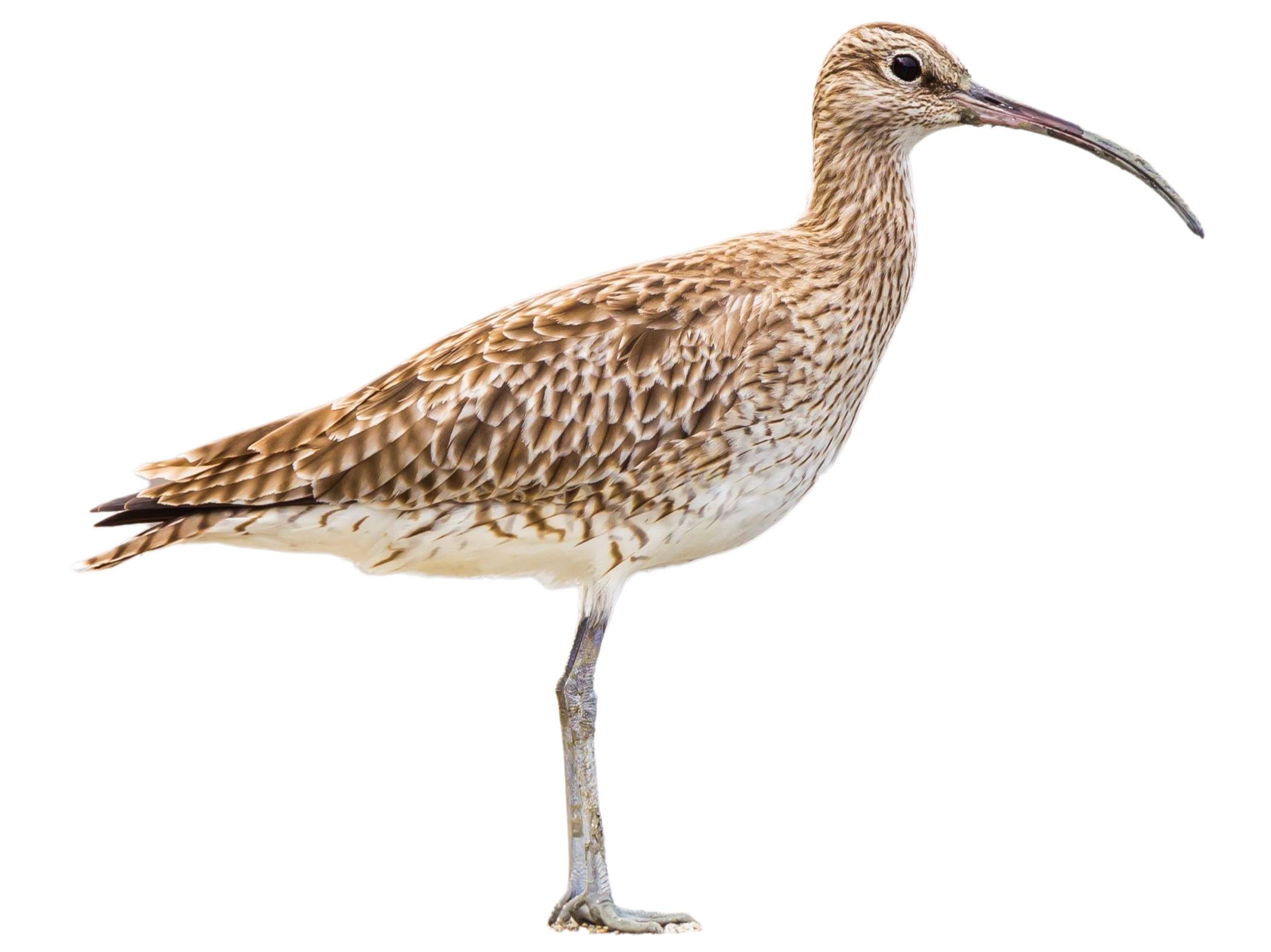Eurasian Whimbrel (Numenius phaeopus) identification - Birda