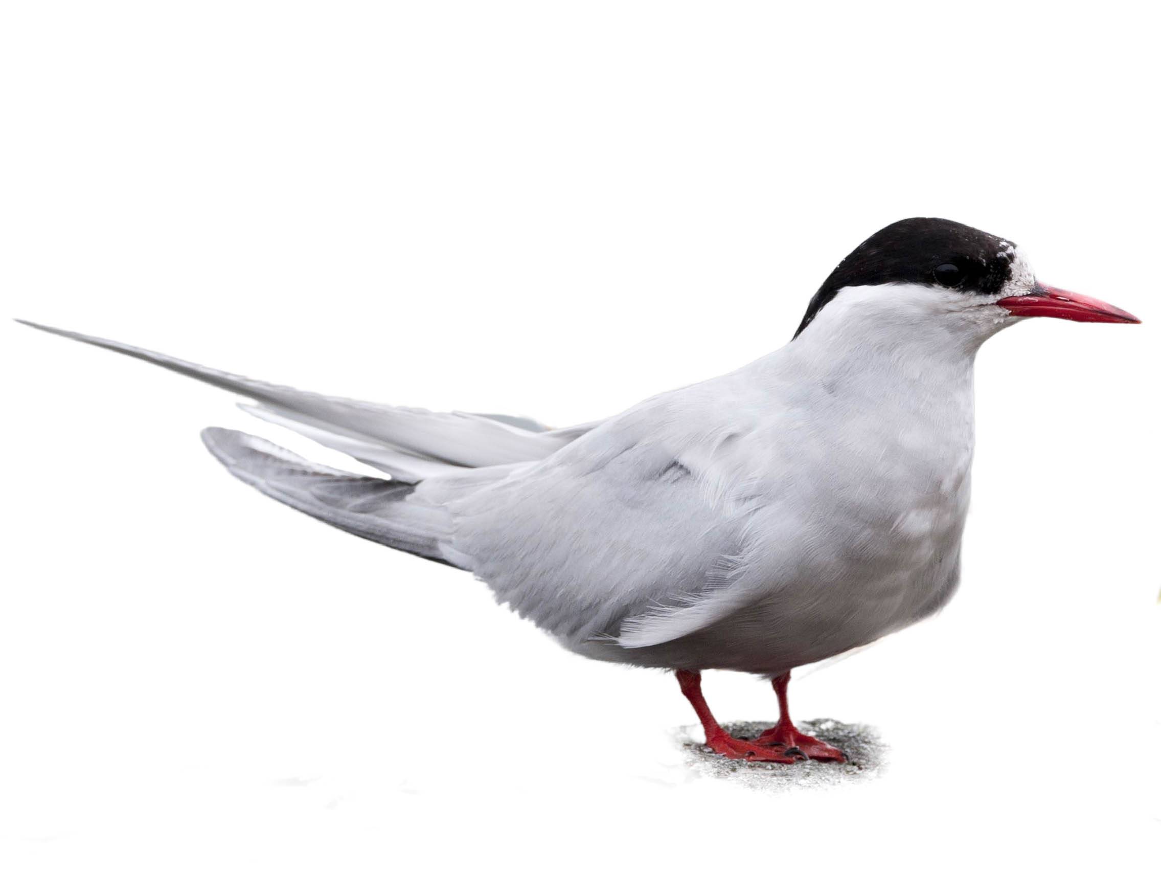 Antarctic Tern (Sterna vittata) identification - Birda