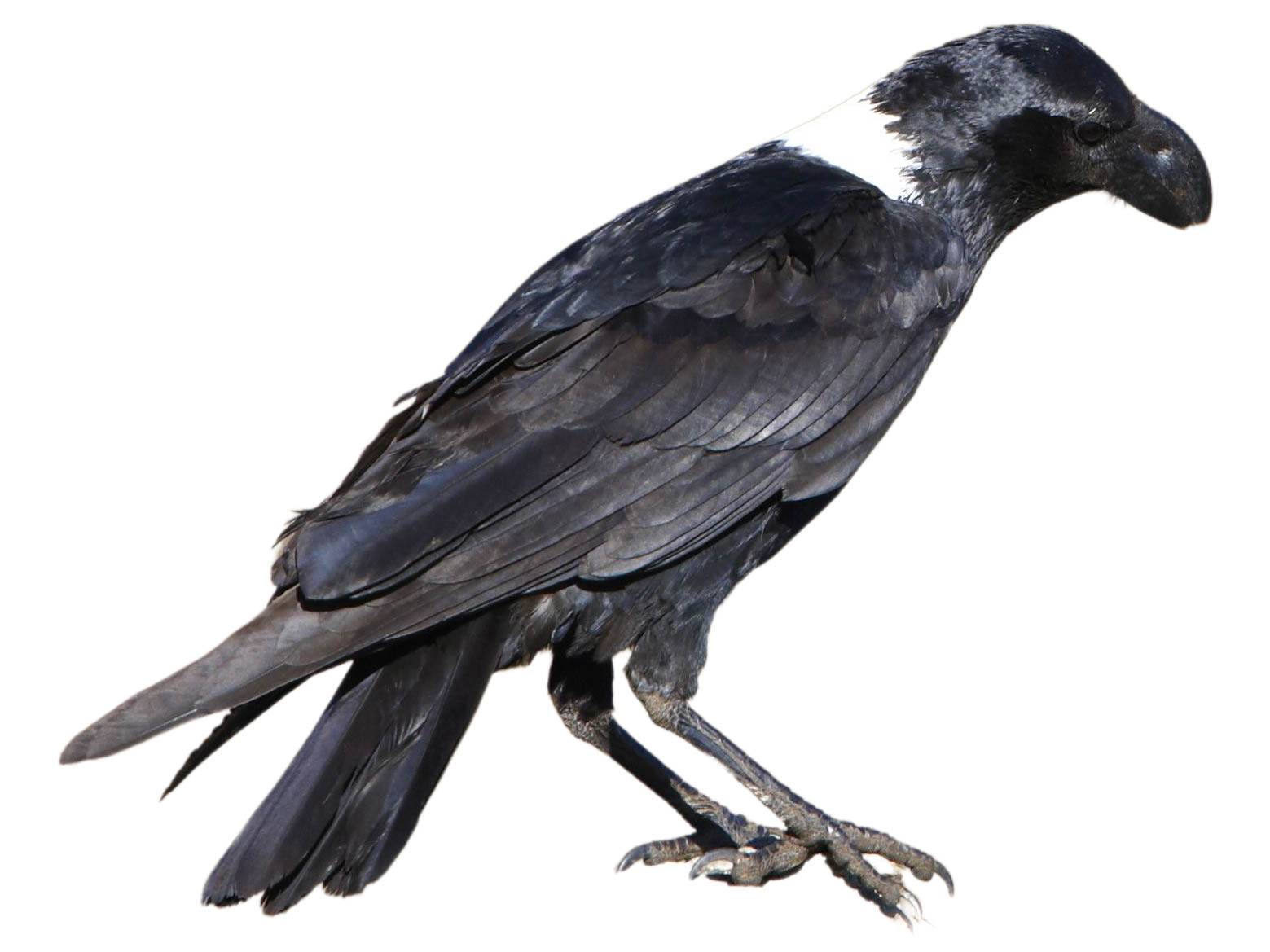 White-necked Raven (Corvus albicollis) identification - Birda