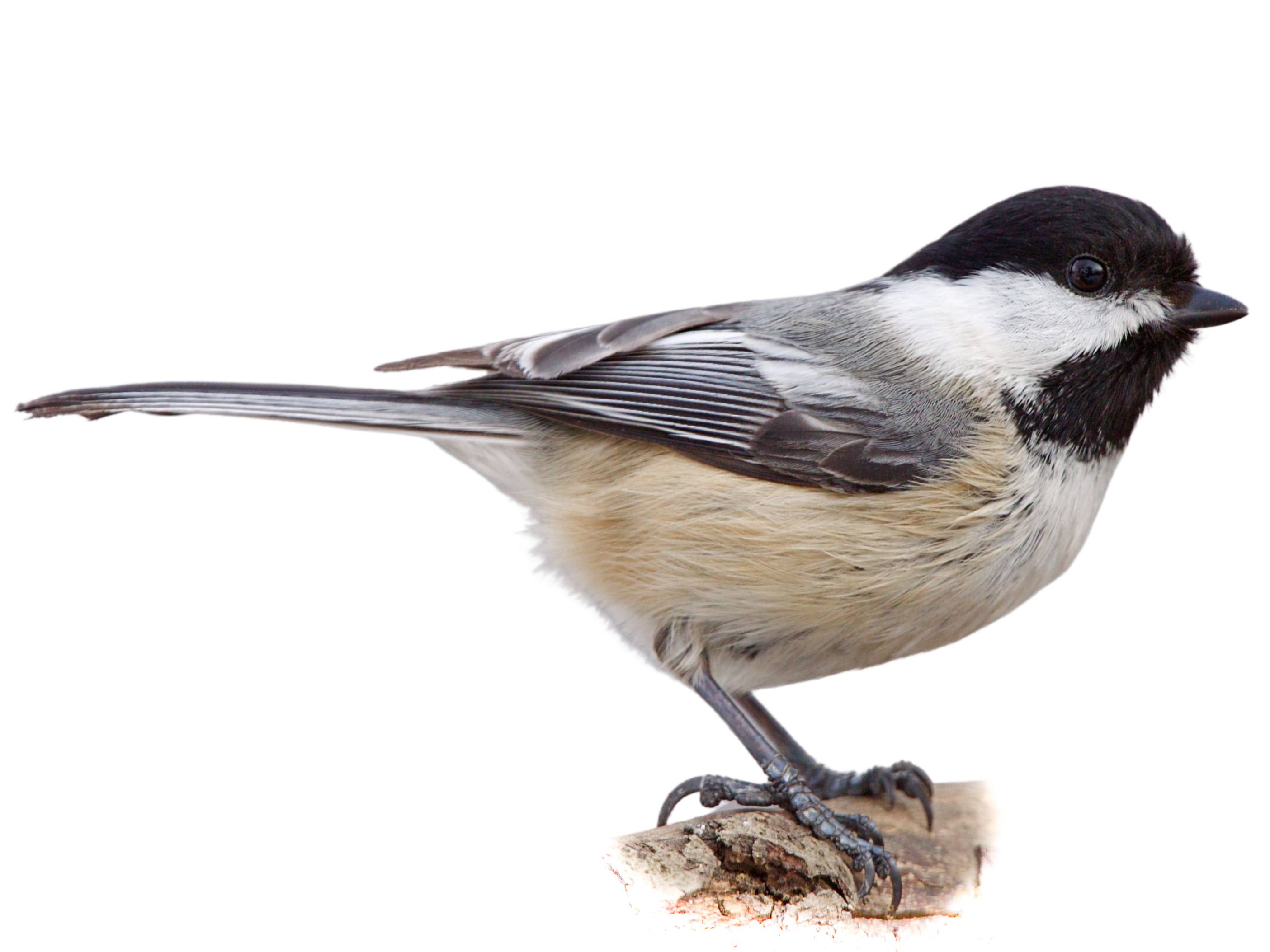 Black-capped Chickadee (Poecile atricapillus) identification - Birda