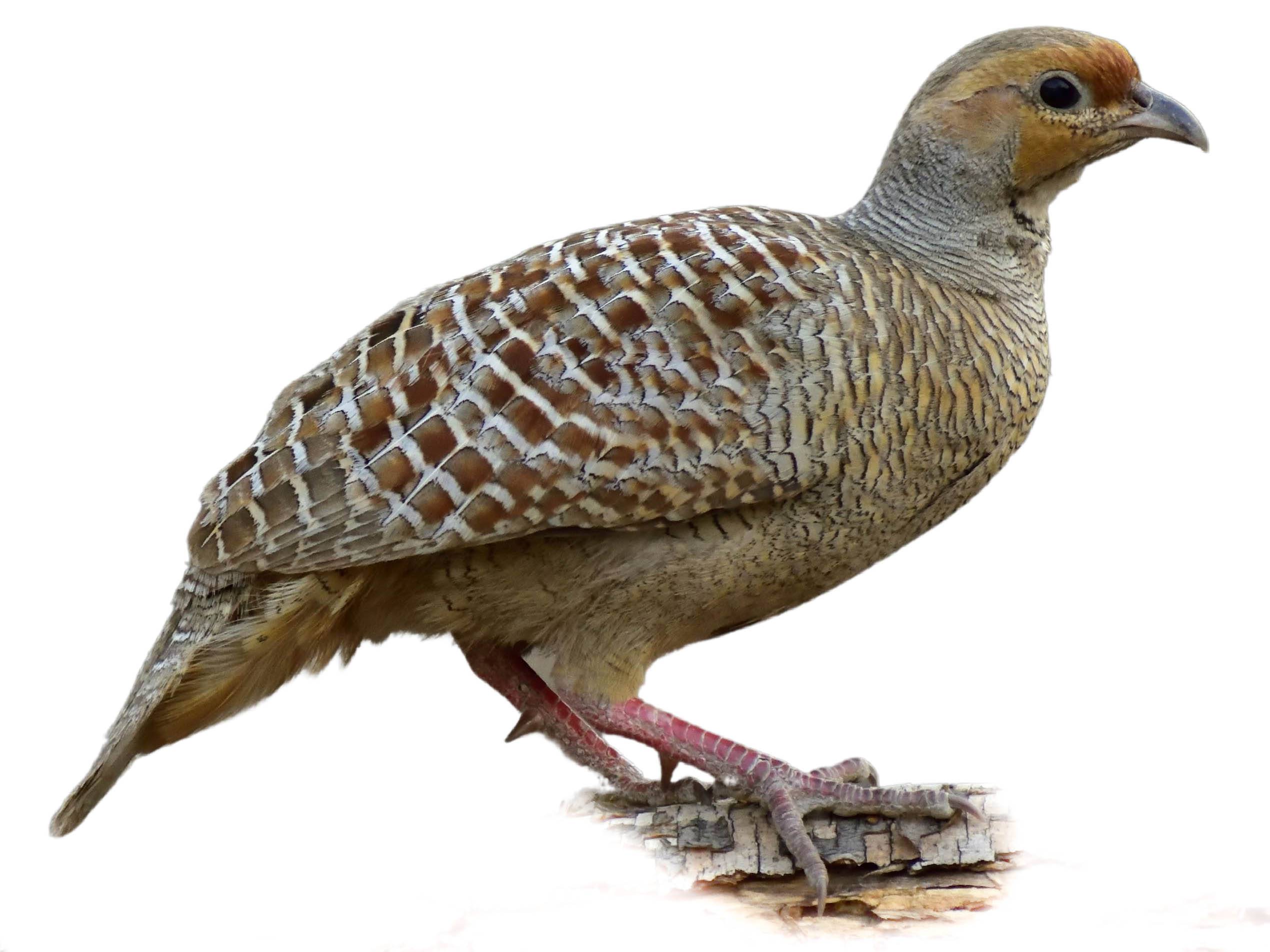 Grey Francolin (Ortygornis pondicerianus) identification - Birda