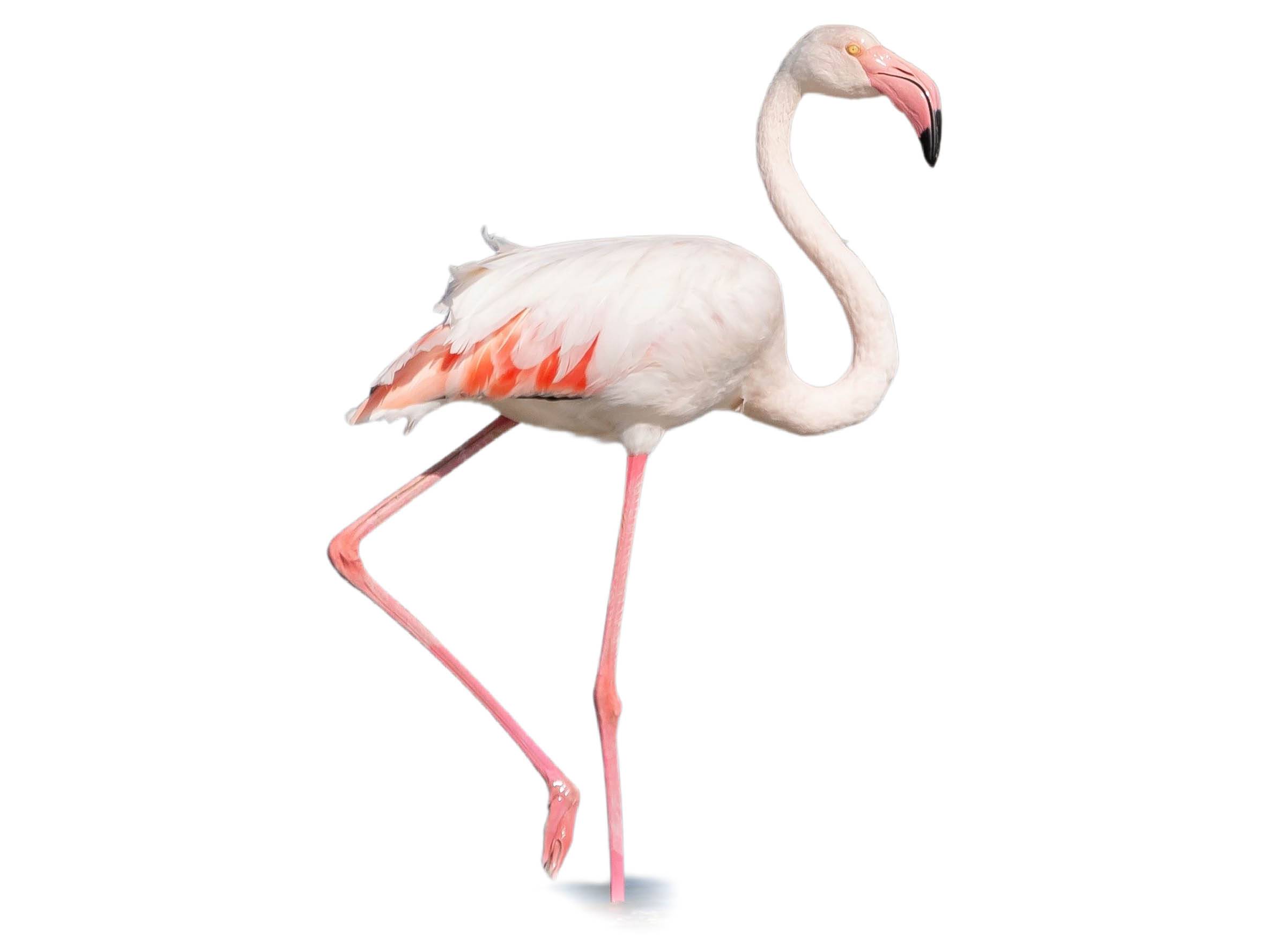 Greater Flamingo (Phoenicopterus roseus) identification - Birda