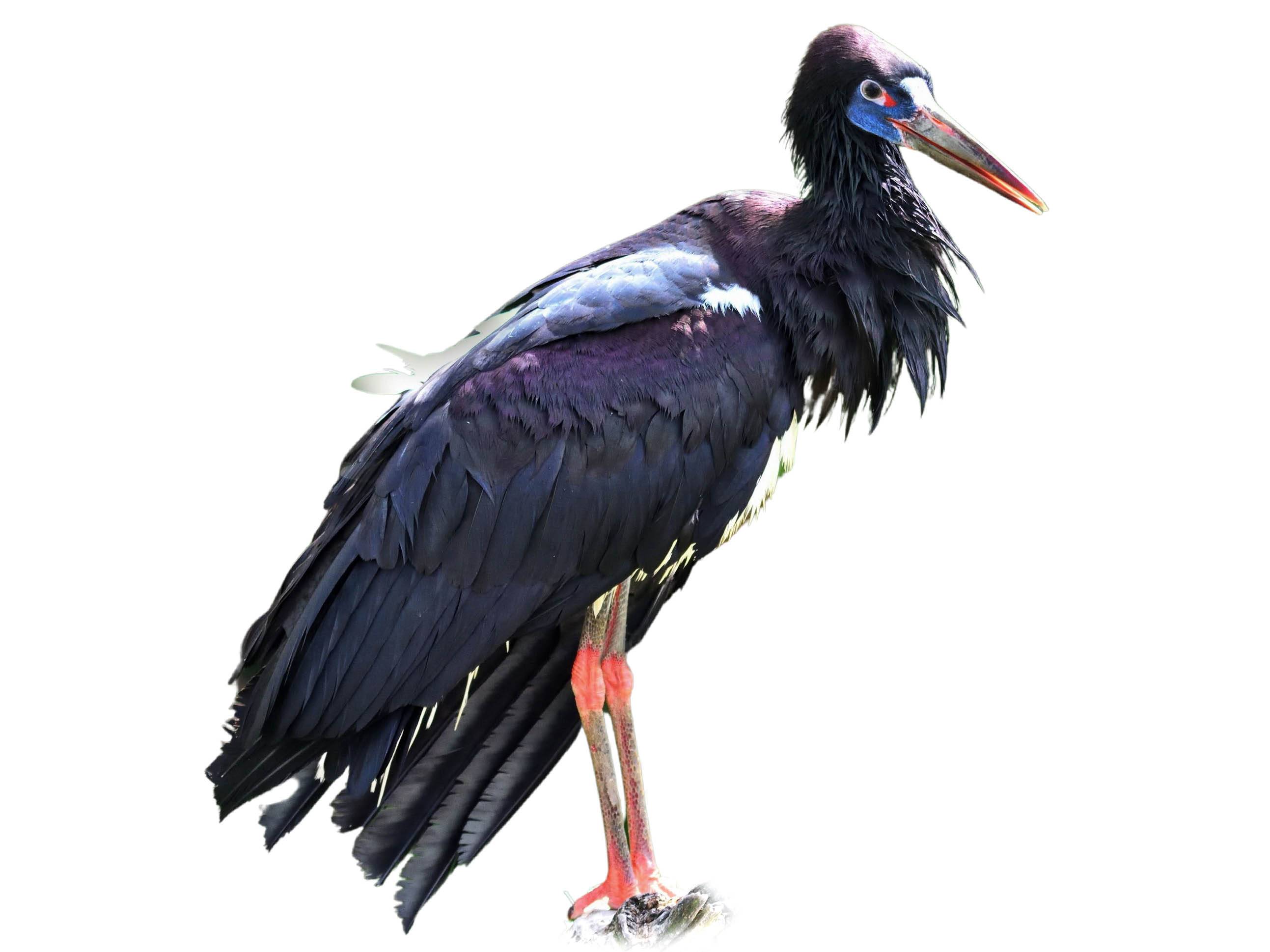Abdim's Stork (Ciconia abdimii) identification - Birda