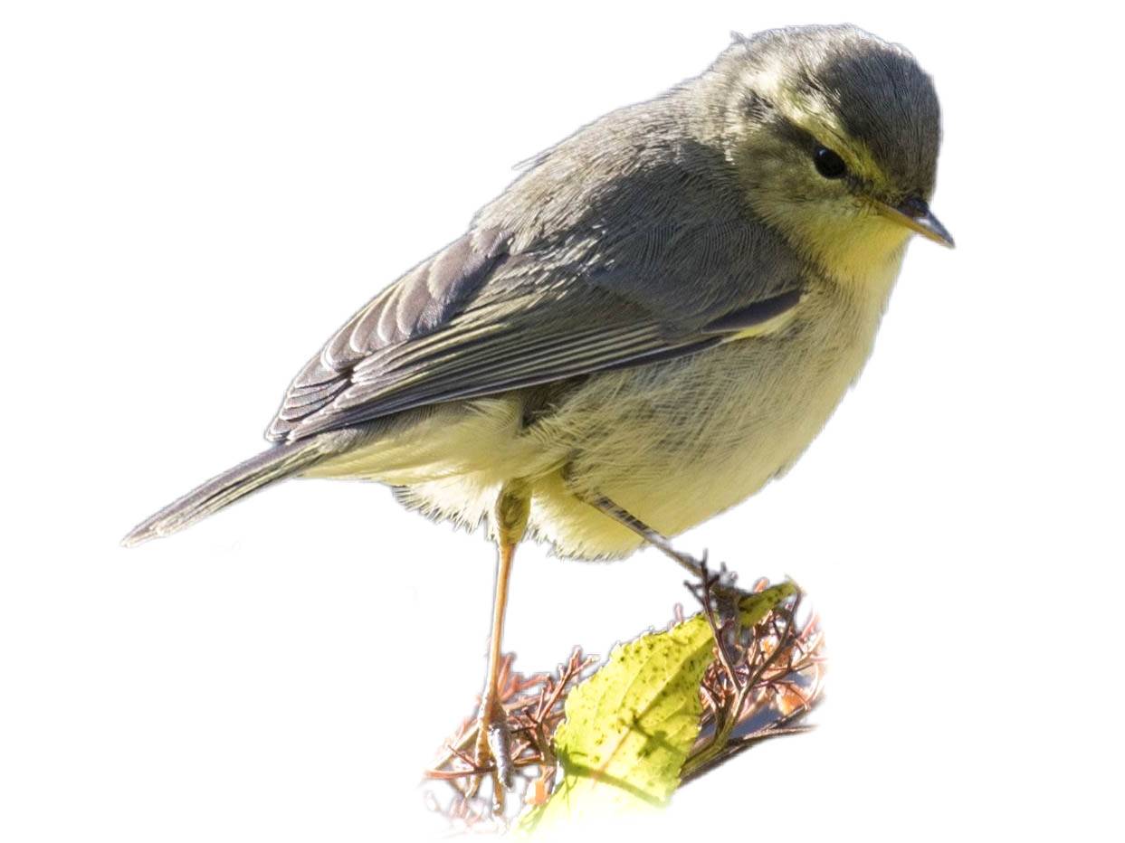 Tickell's Leaf Warbler (Phylloscopus affinis) identification - Birda