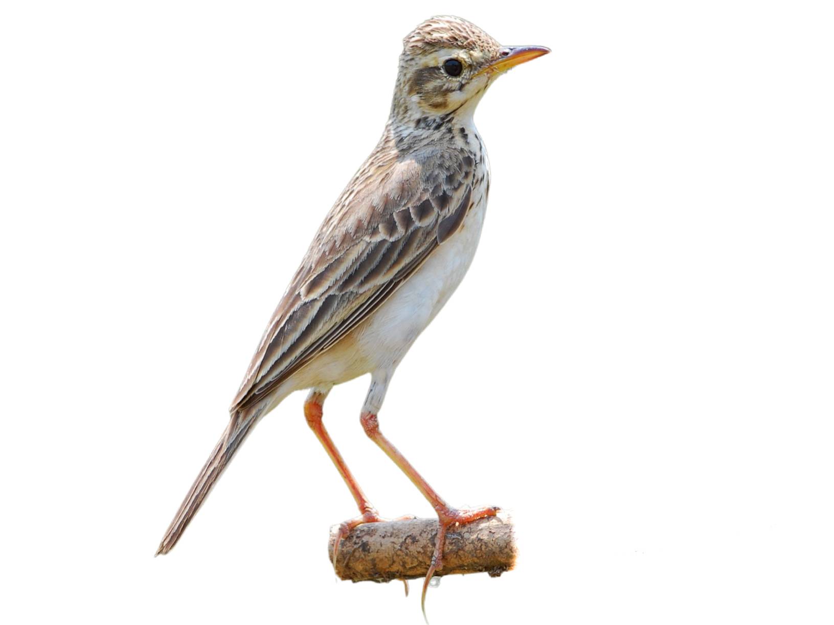 Richard's Pipit (Anthus richardi) identification - Birda