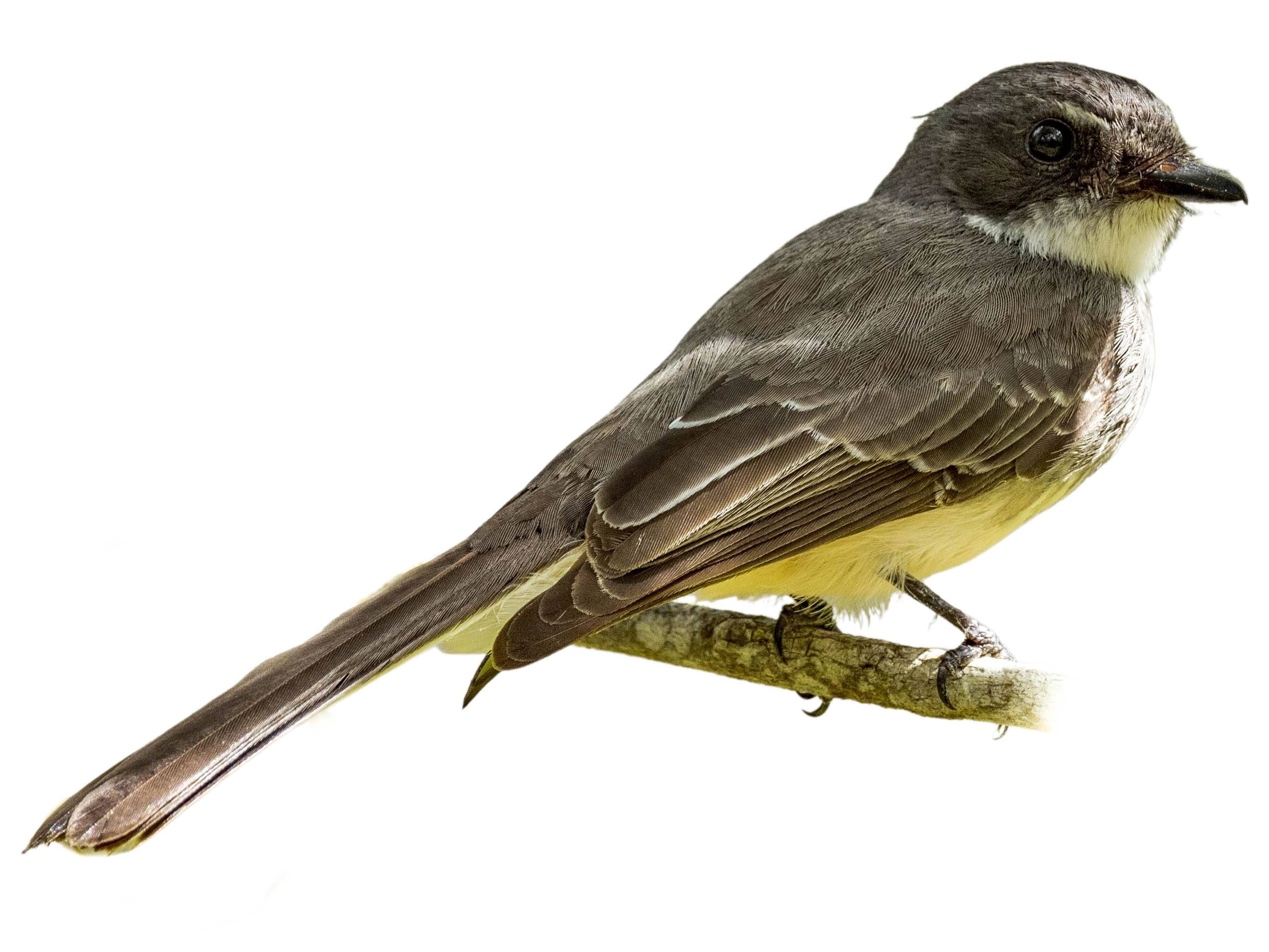 Northern Fantail (Rhipidura rufiventris) identification - Birda