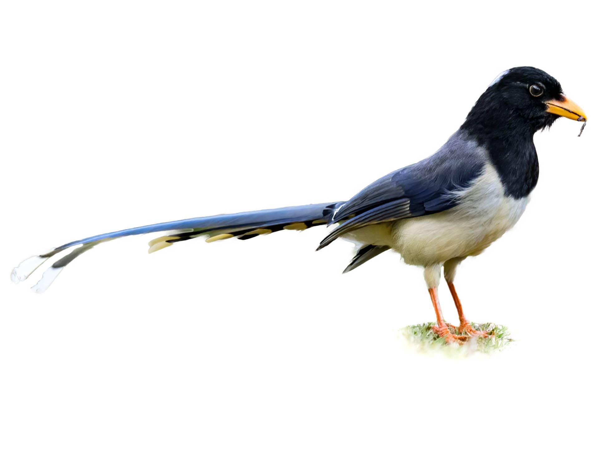 Yellow-billed Blue Magpie (Urocissa flavirostris) identification - Birda