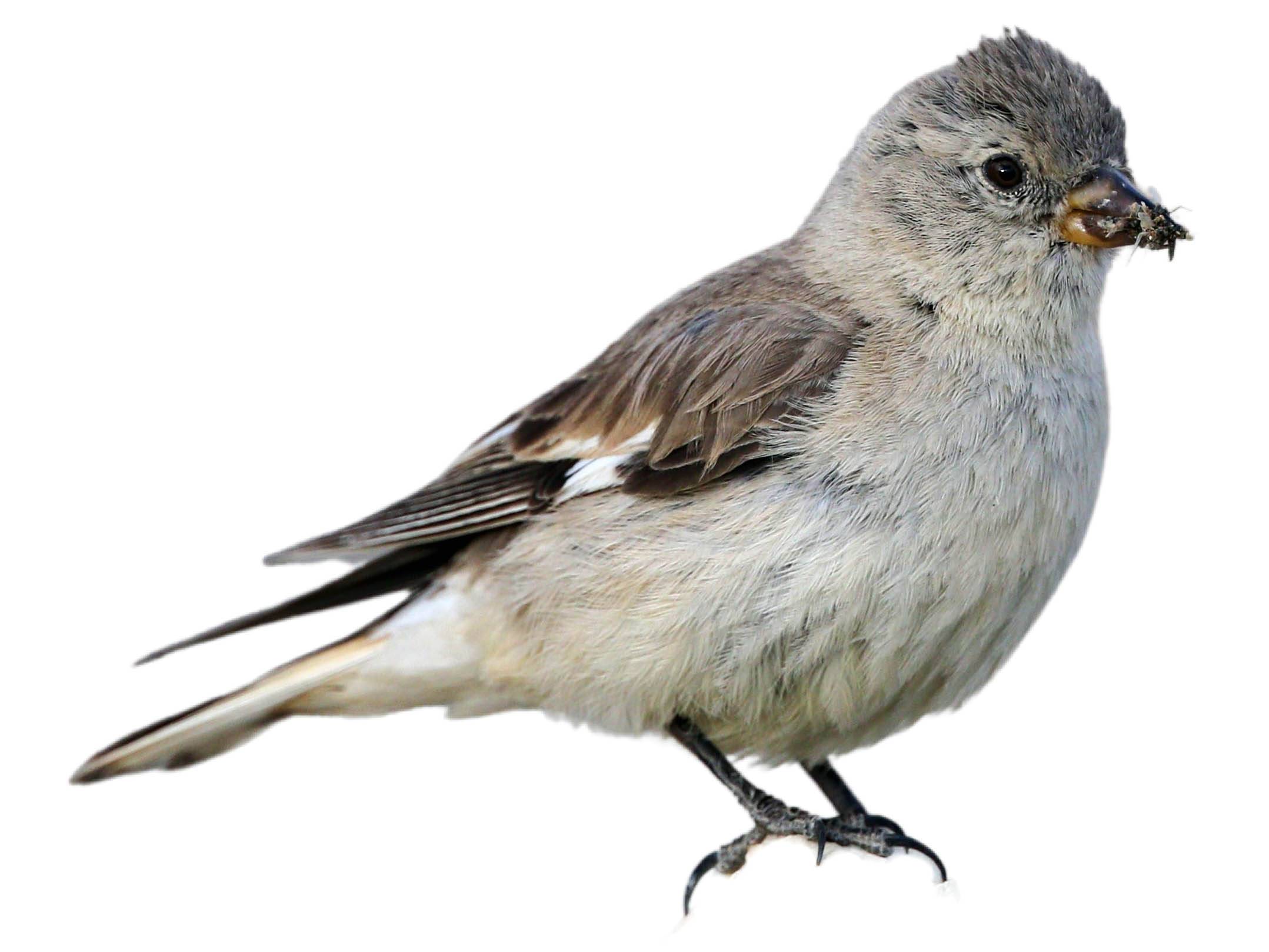 Black-winged Snowfinch (Montifringilla adamsi) identification - Birda