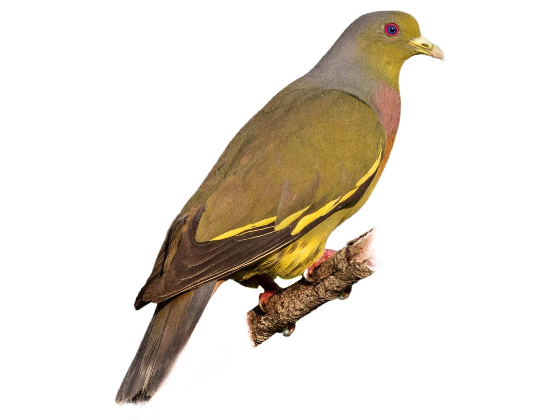 Orange-breasted Green Pigeon (Treron bicinctus) identification - Birda