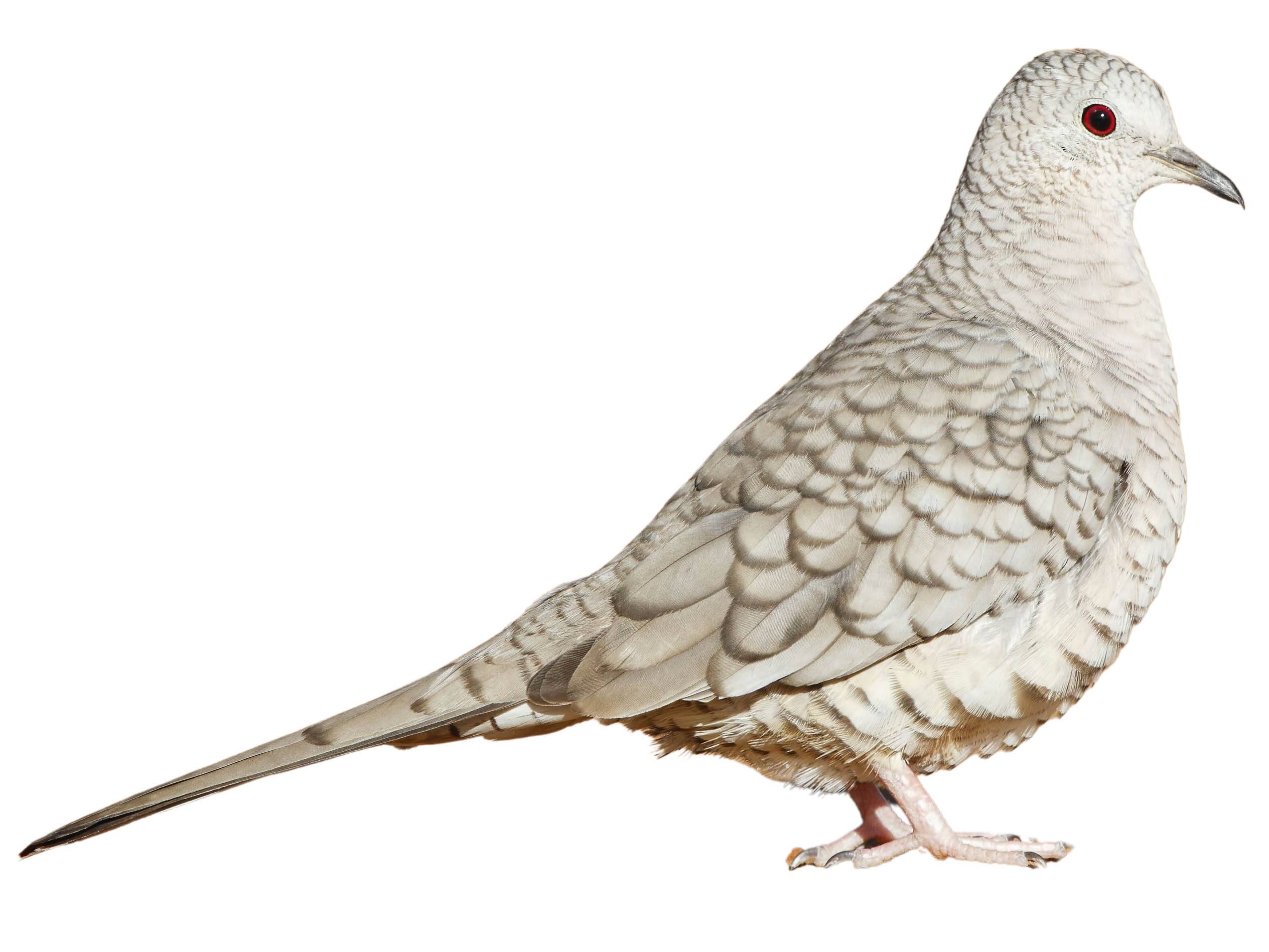 Inca Dove (Columbina inca) identification - Birda