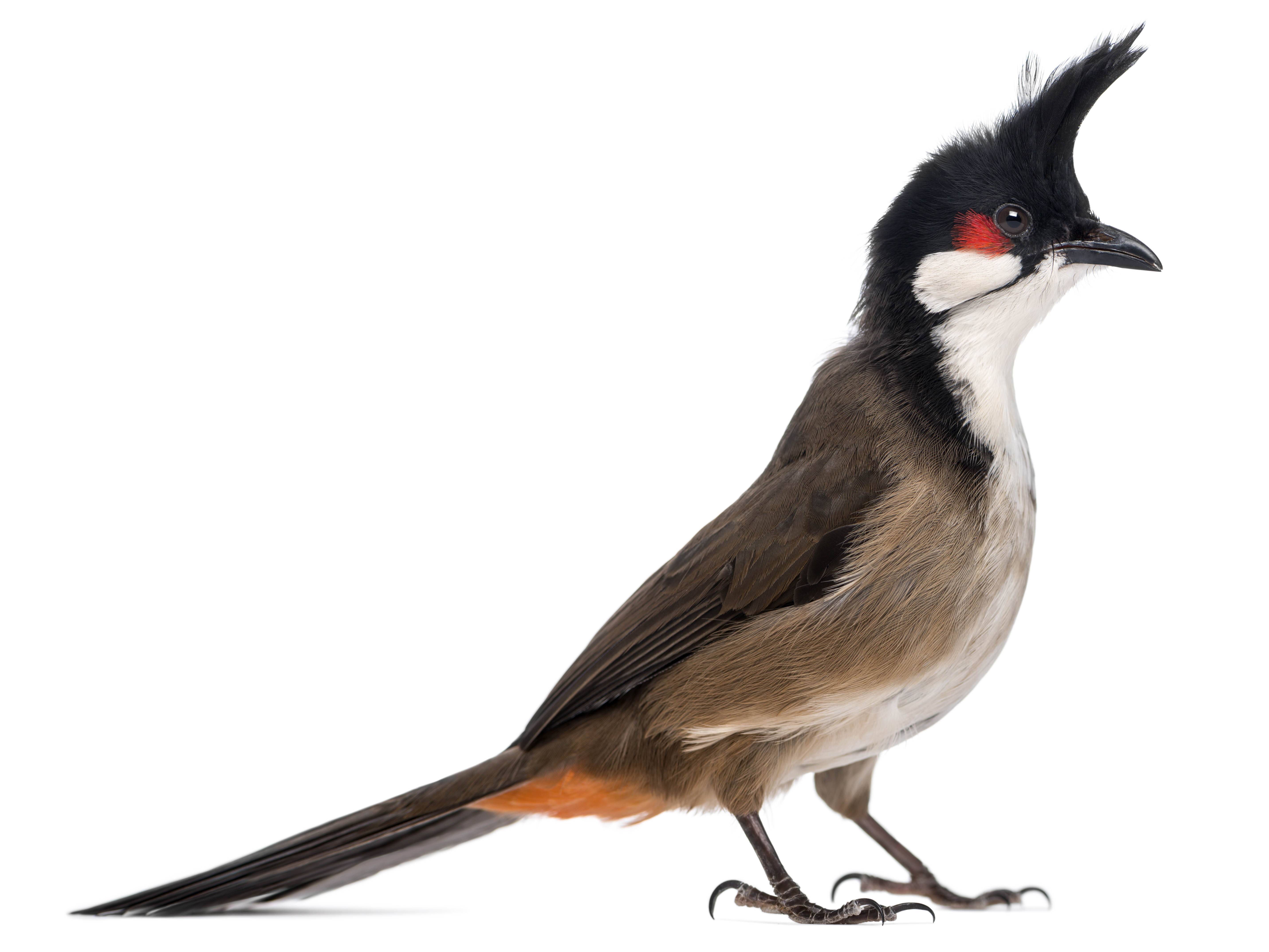 Red-whiskered Bulbul (Pycnonotus jocosus) identification - Birda