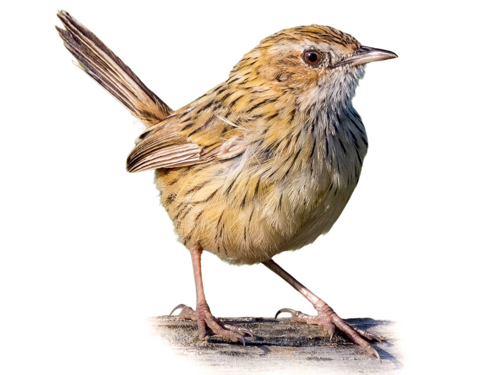 Striated Fieldwren (Calamanthus fuliginosus) identification - Birda