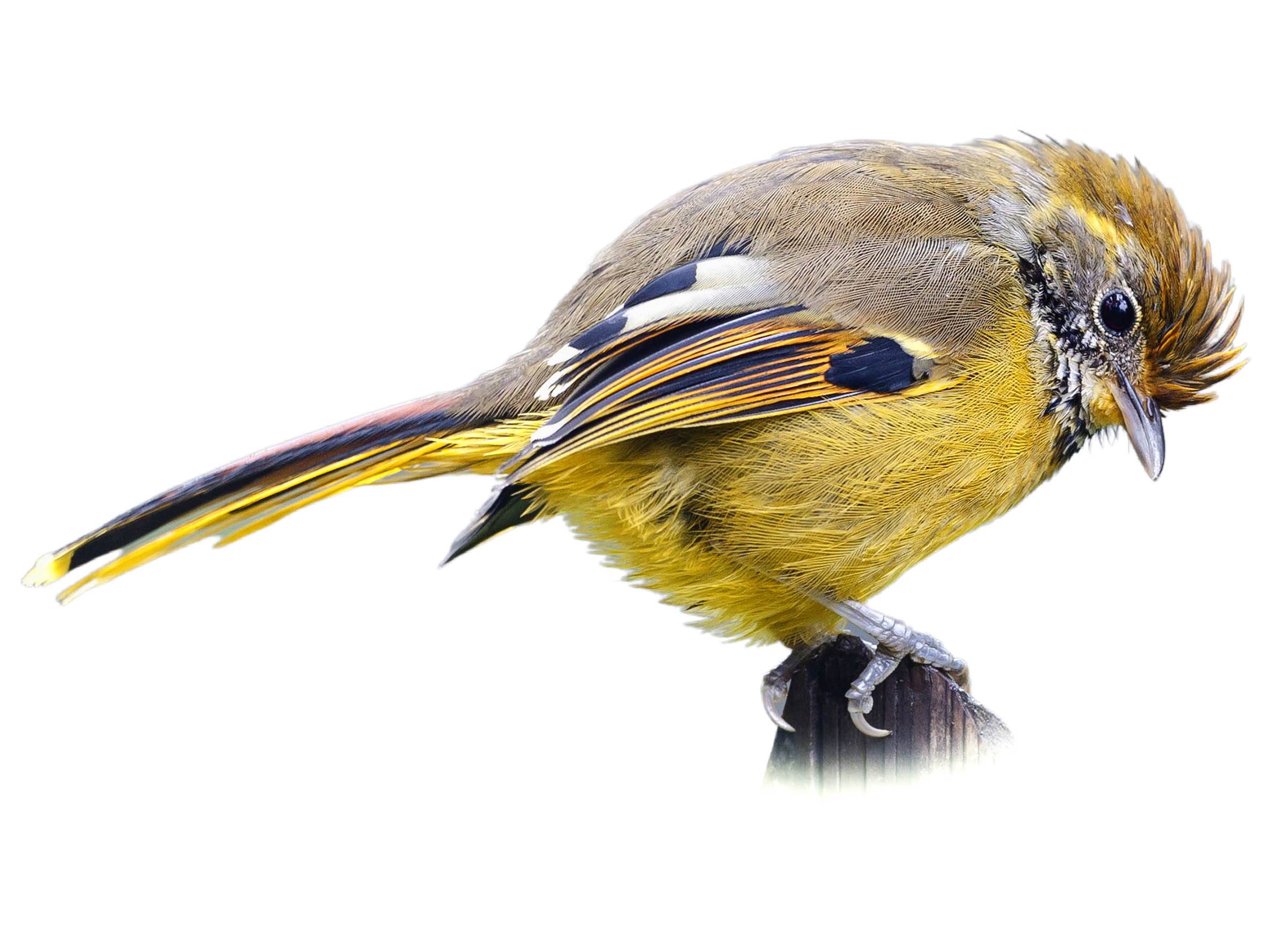 Bar-throated Minla (Actinodura strigula) identification - Birda