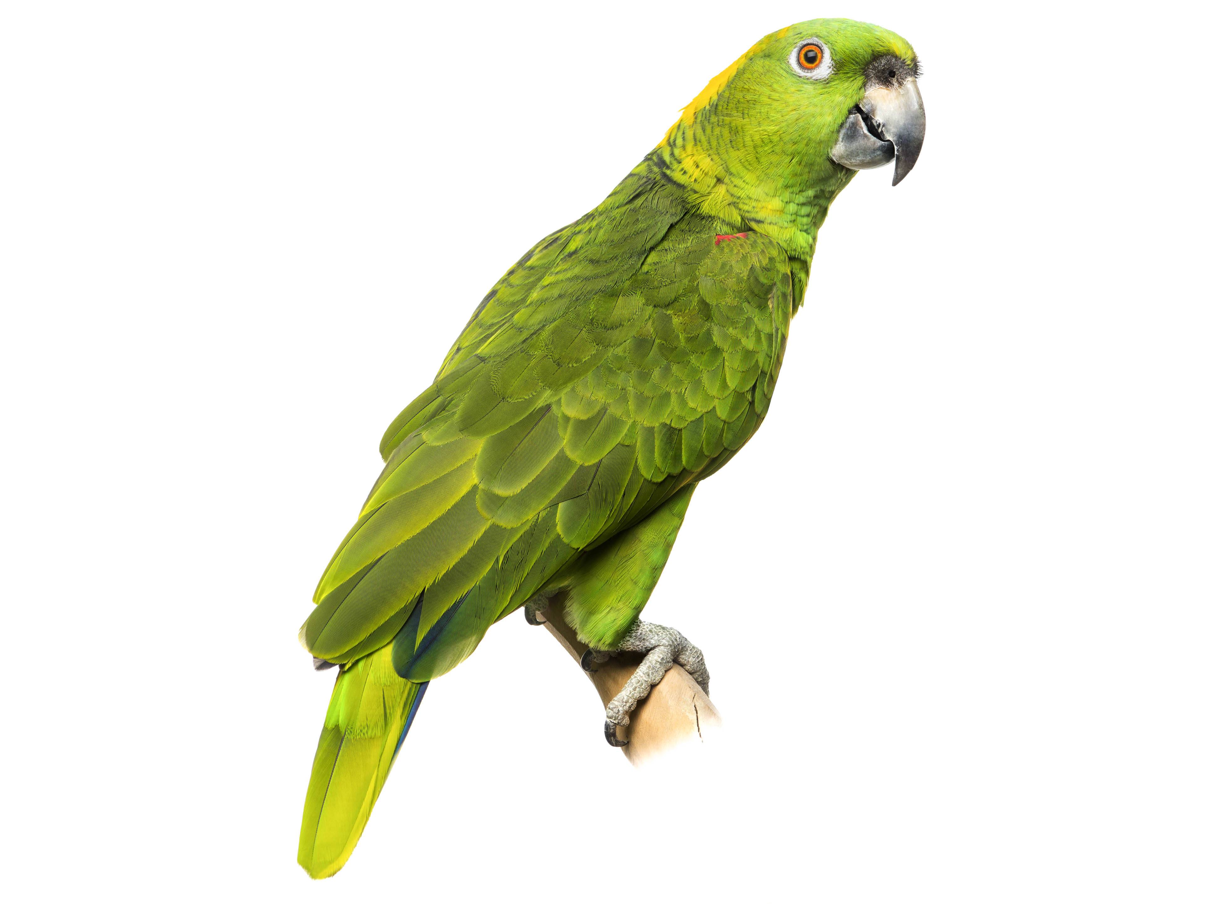 Yellow-naped Amazon (Amazona auropalliata) identification - Birda