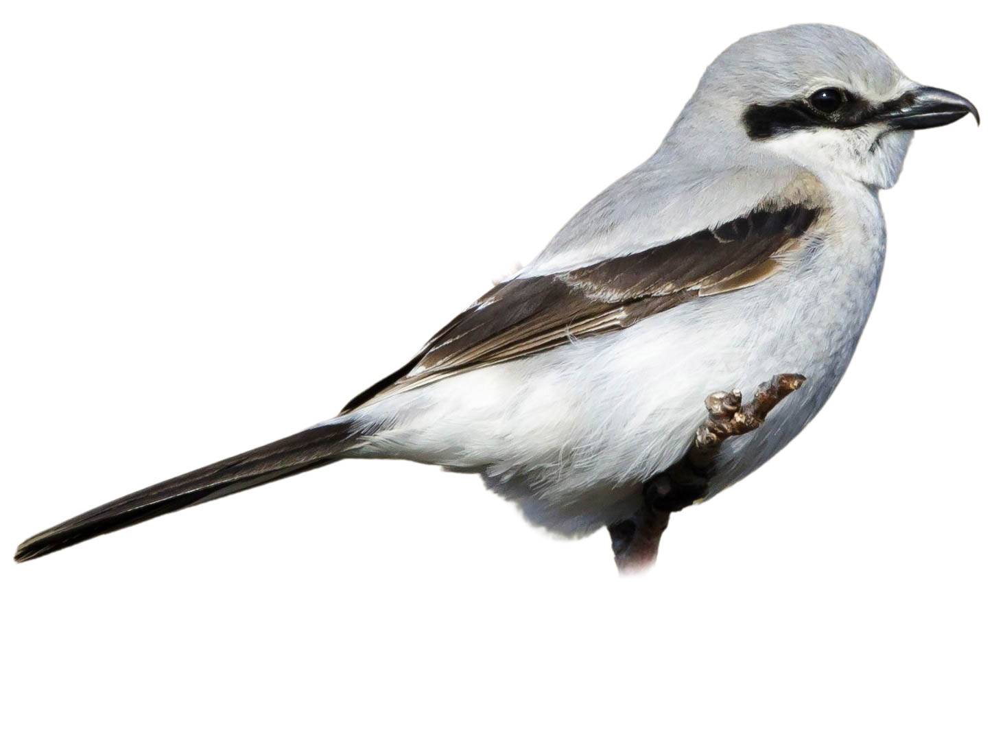 Northern Shrike (Lanius borealis) identification - Birda
