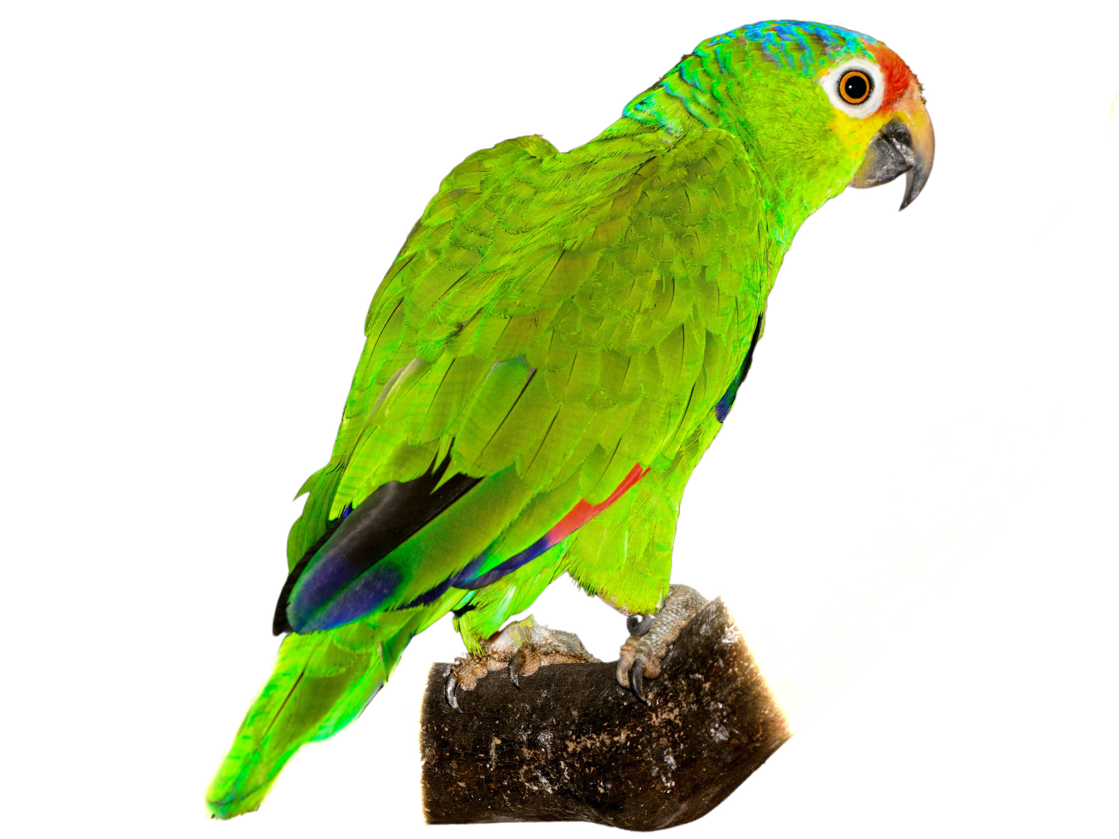 Red-lored Amazon (Amazona autumnalis) identification - Birda