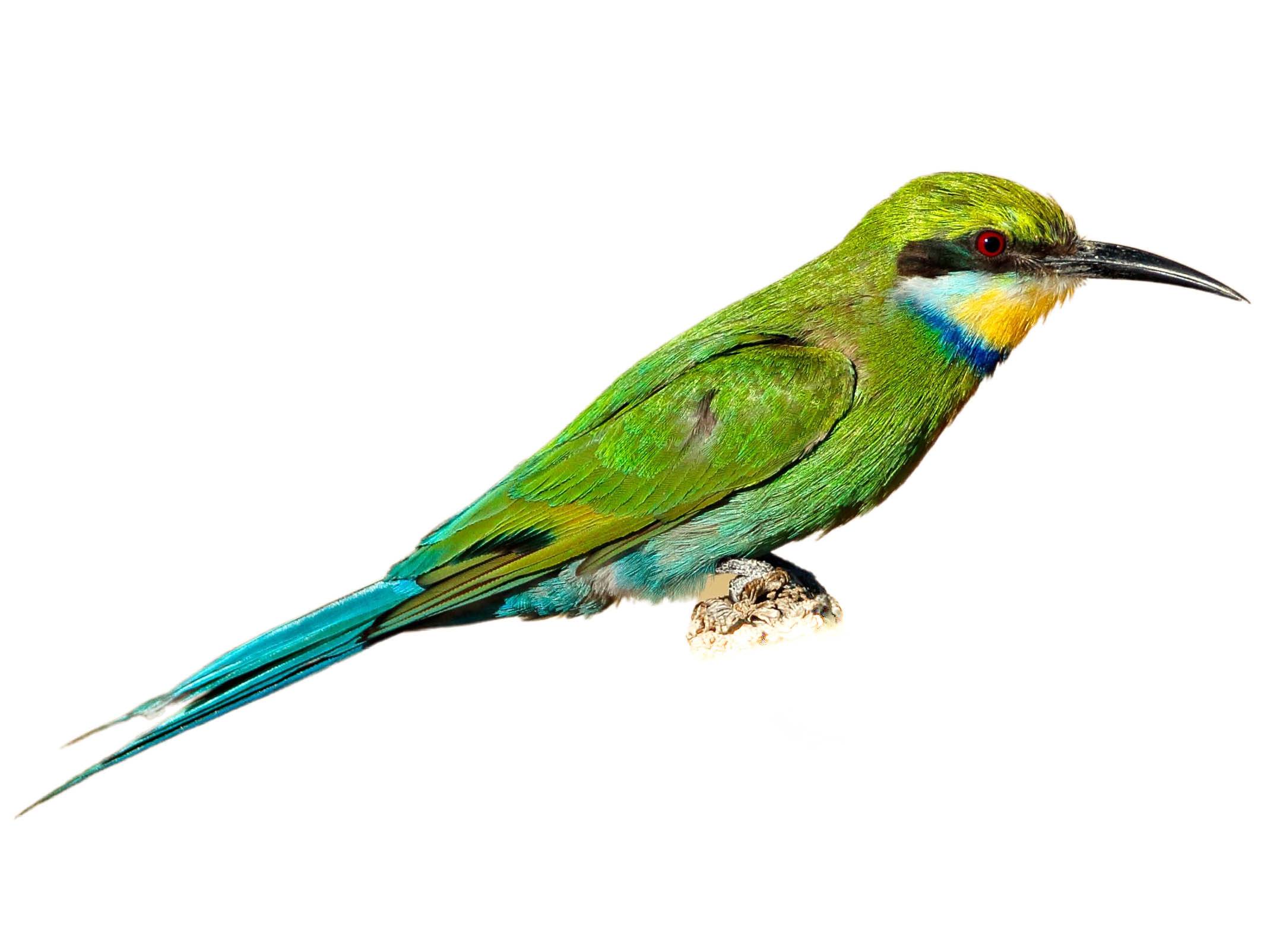 Swallow-tailed Bee-eater (Merops hirundineus) identification - Birda
