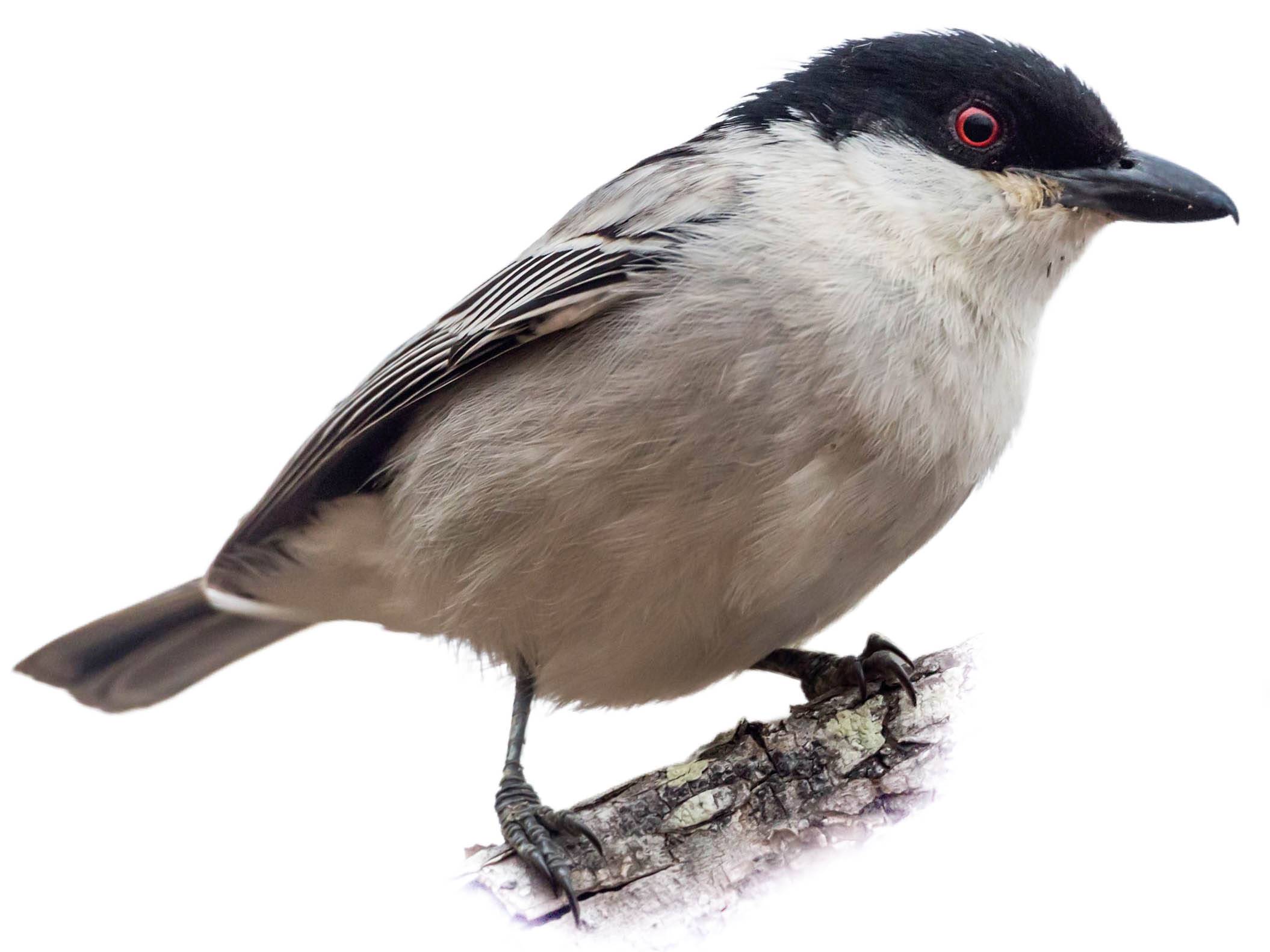 Black-backed Puffback (Dryoscopus cubla) identification - Birda