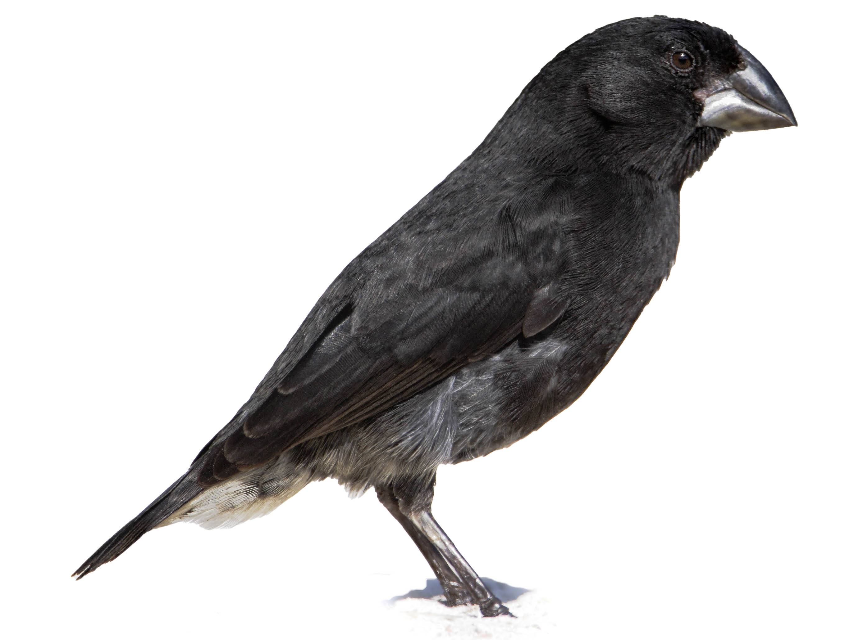 Medium Ground Finch (Geospiza fortis) identification - Birda