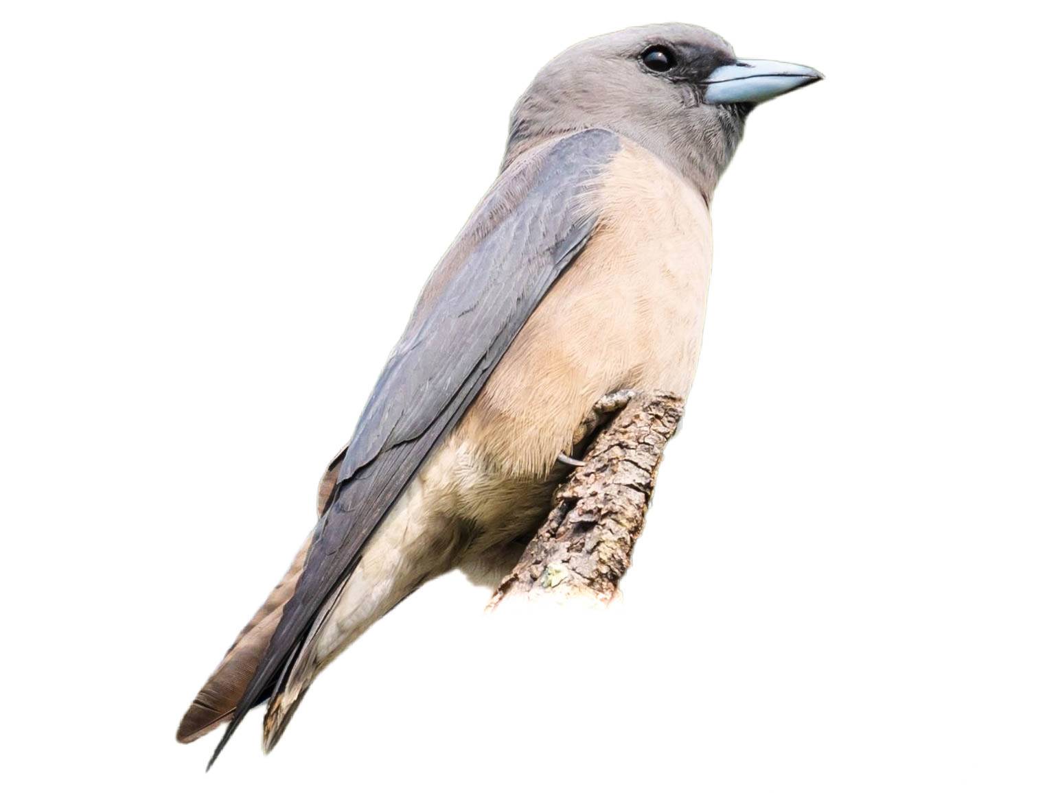 Ashy Woodswallow (Artamus fuscus) identification - Birda