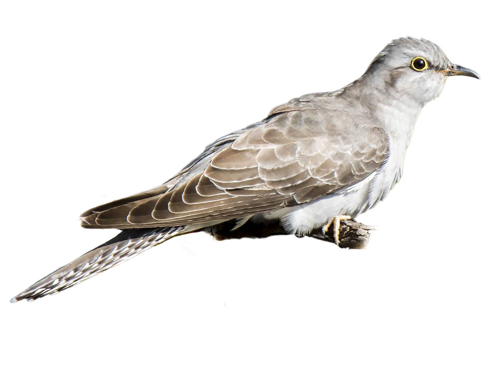 Pallid Cuckoo (Heteroscenes pallidus) identification - Birda