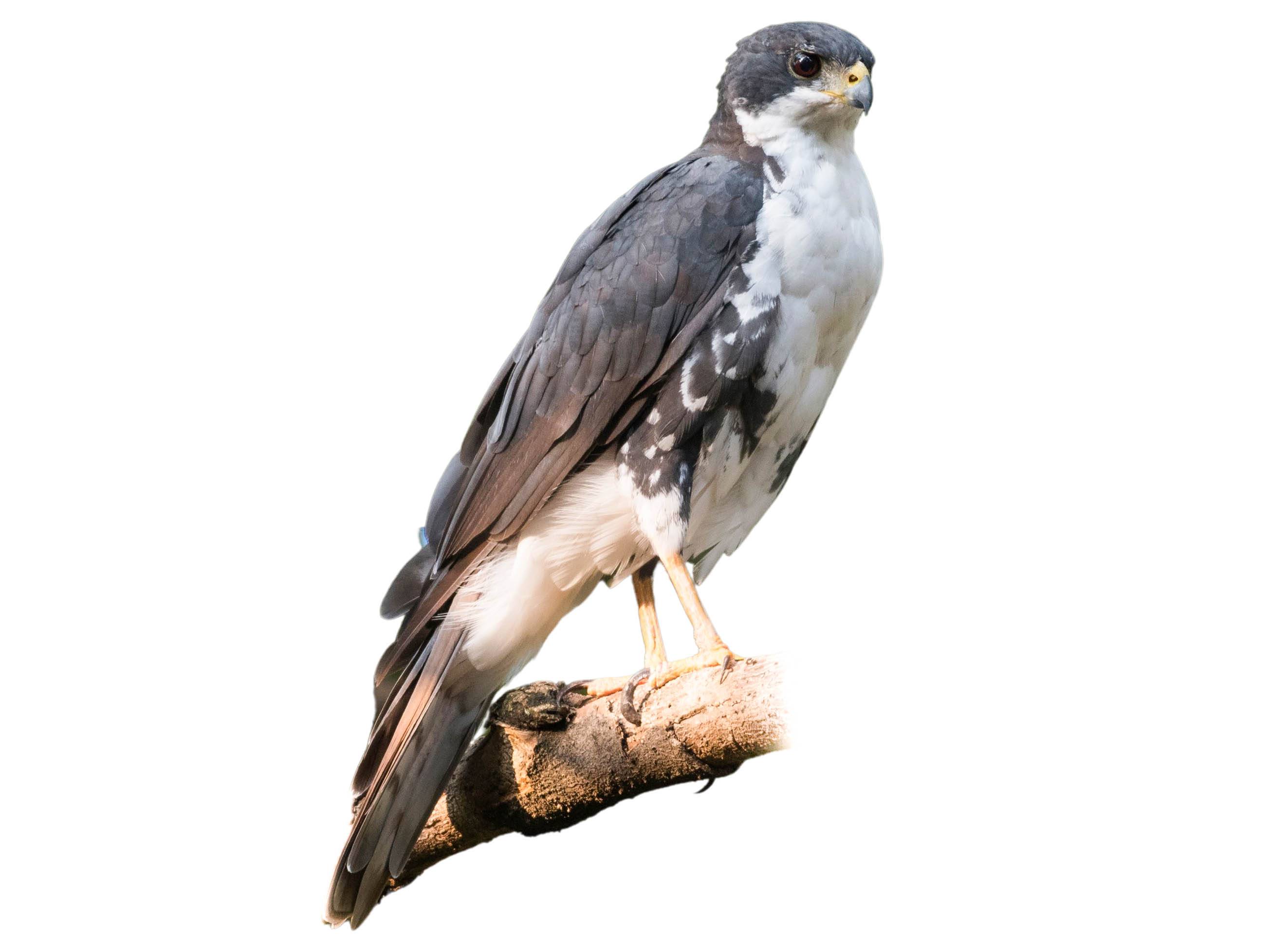 Black Sparrowhawk (Accipiter melanoleucus) identification - Birda