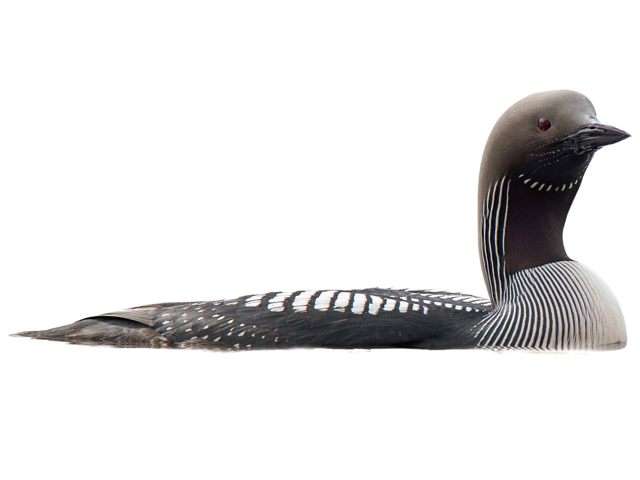 Arctic Loon (Gavia arctica) identification - Birda