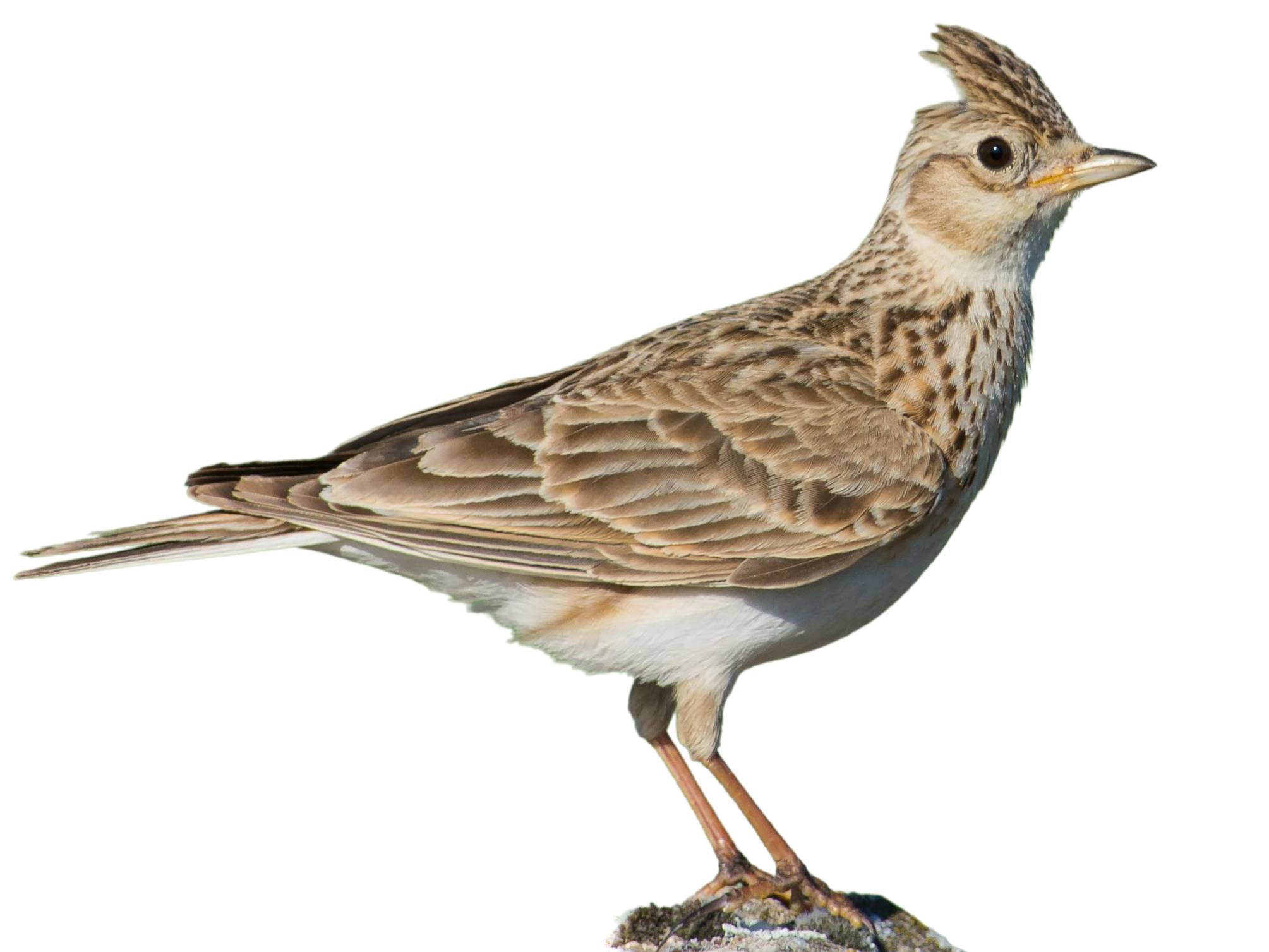 Eurasian Skylark (Alauda arvensis) identification - Birda