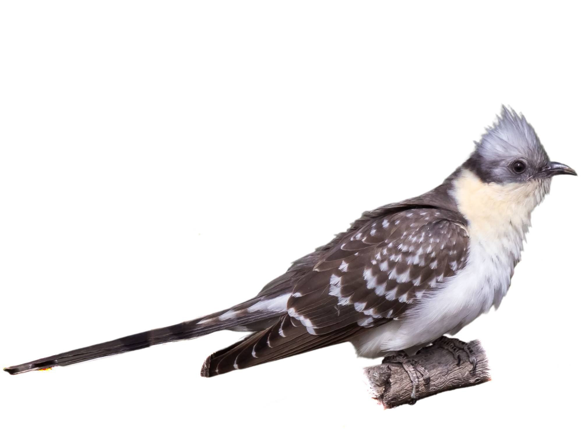 Great Spotted Cuckoo (Clamator glandarius) identification - Birda