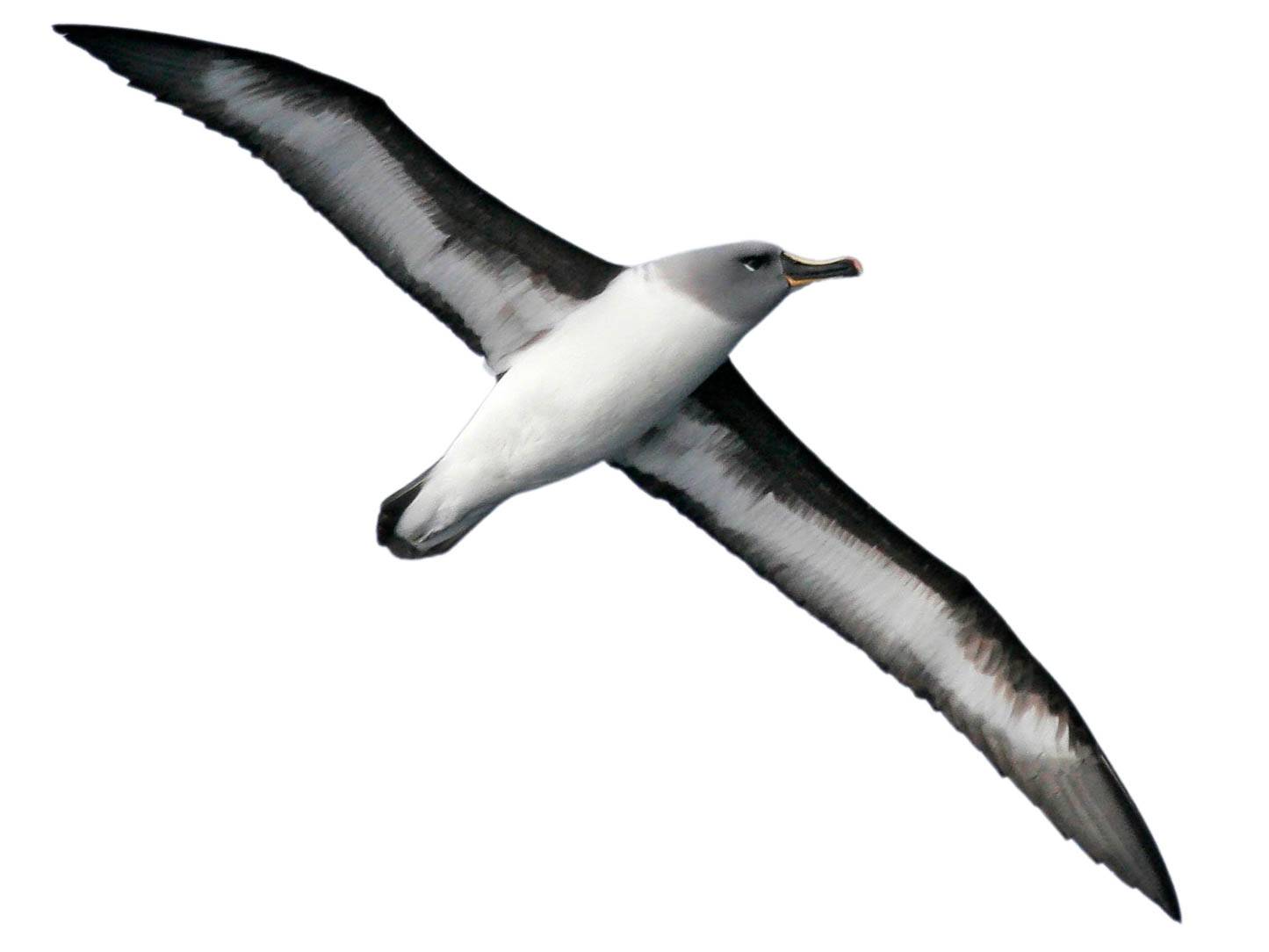 Grey-headed Albatross (Thalassarche chrysostoma) identification - Birda