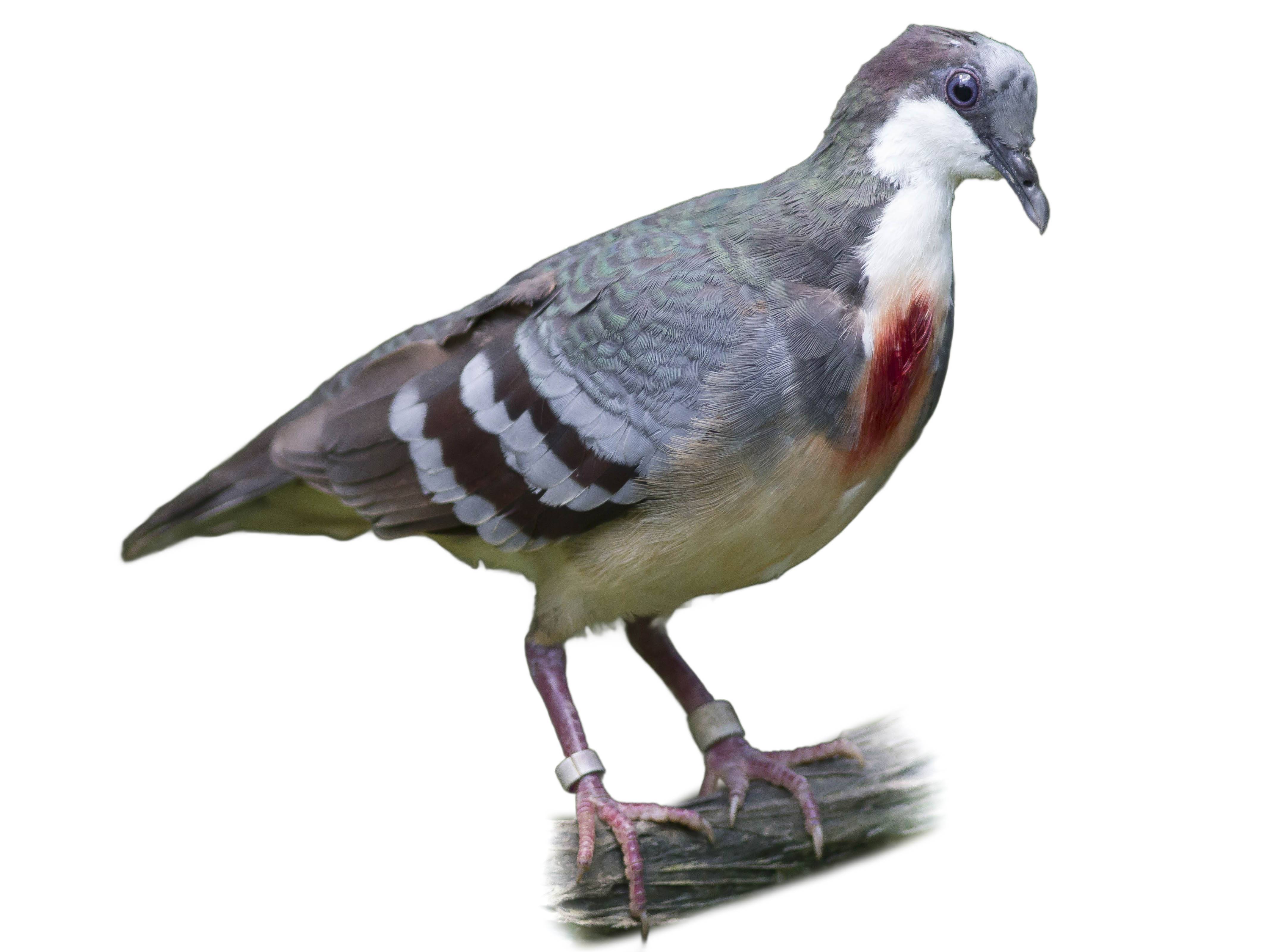 Luzon Bleeding-heart (Gallicolumba luzonica) identification - Birda