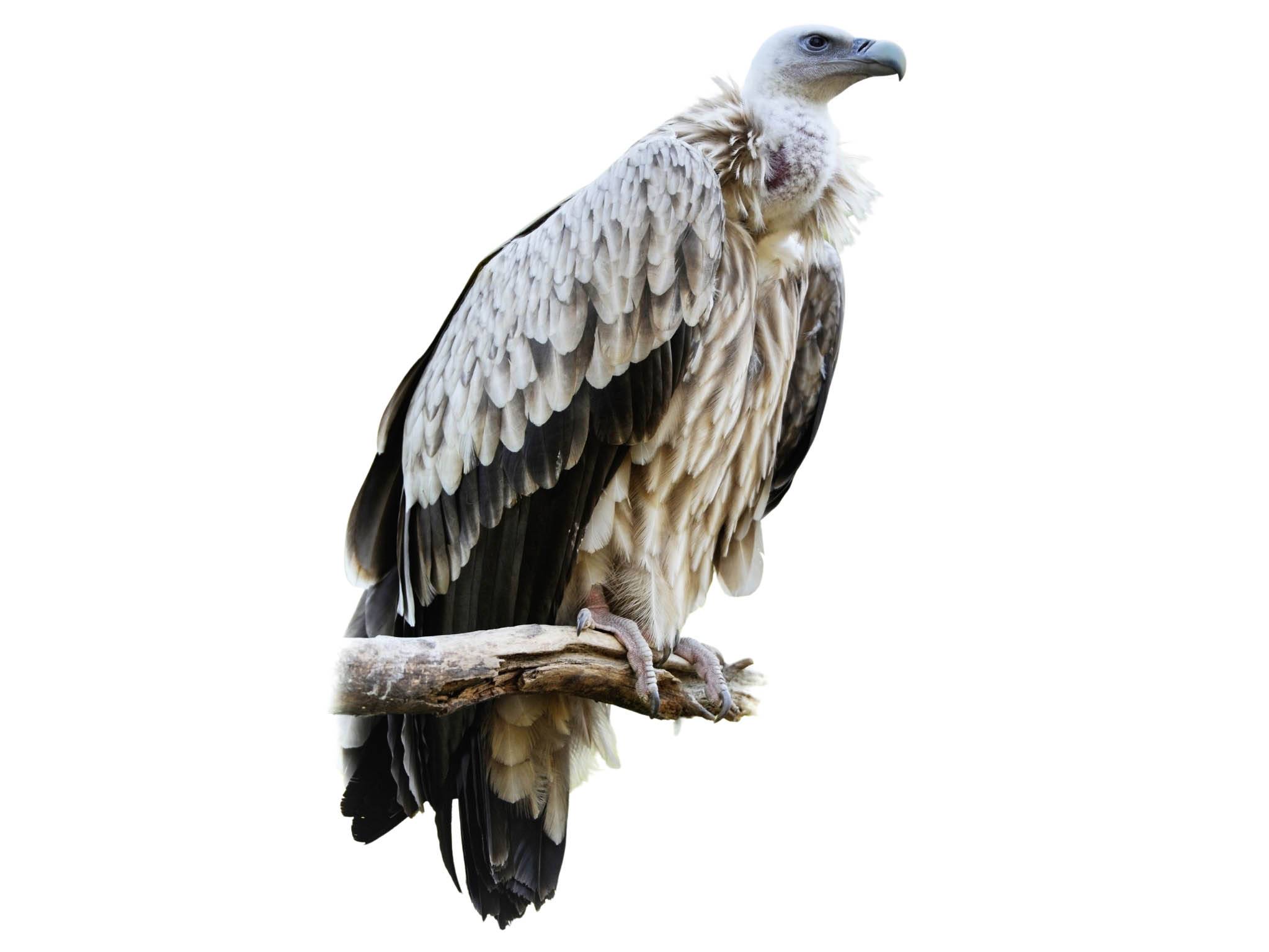 Himalayan Vulture (Gyps himalayensis) identification - Birda