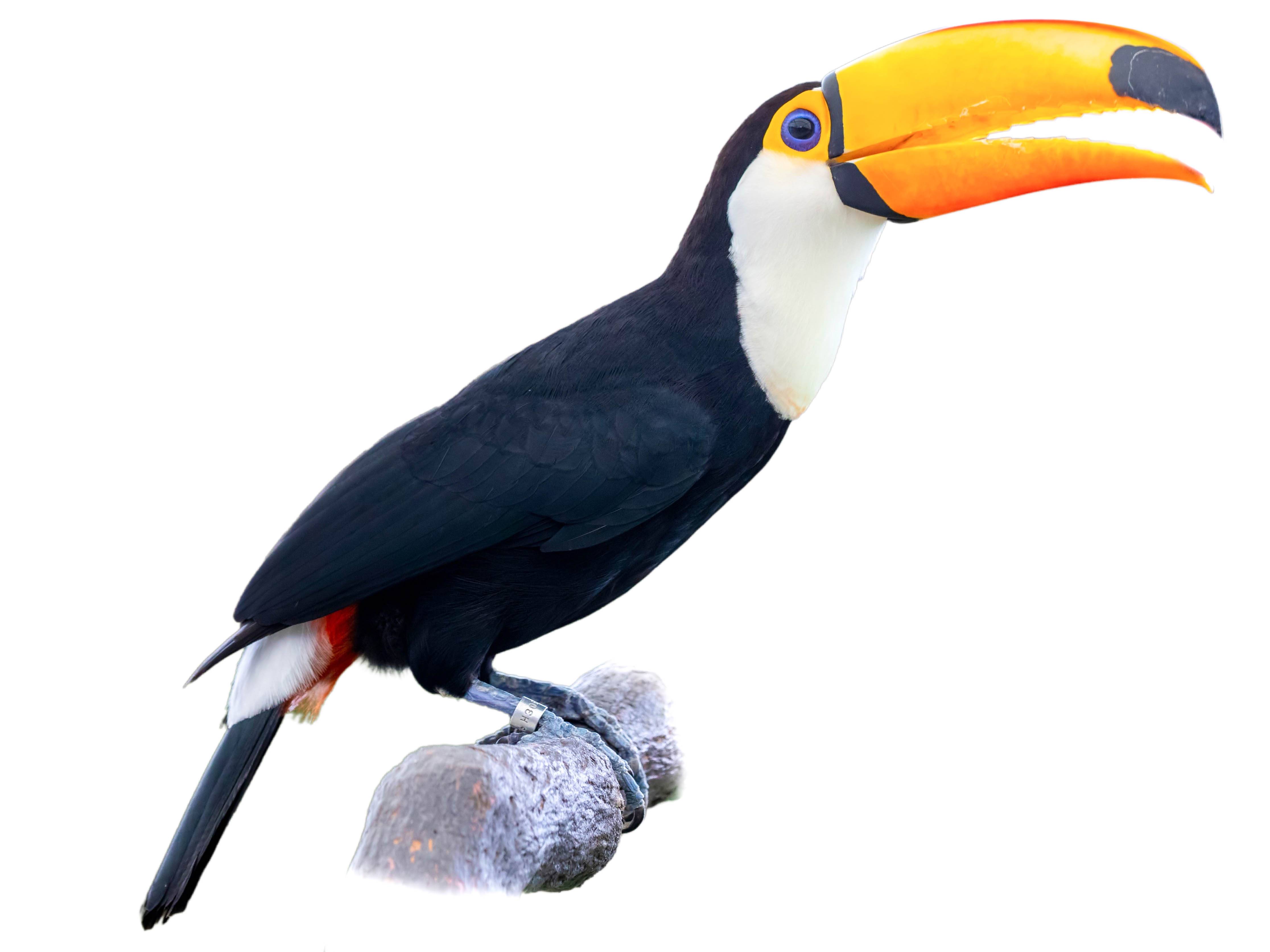 Toco Toucan (Ramphastos toco) identification - Birda